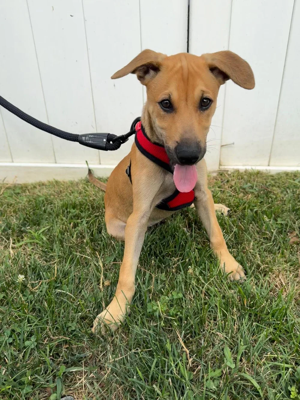 Current Adoptables — The Sato Project