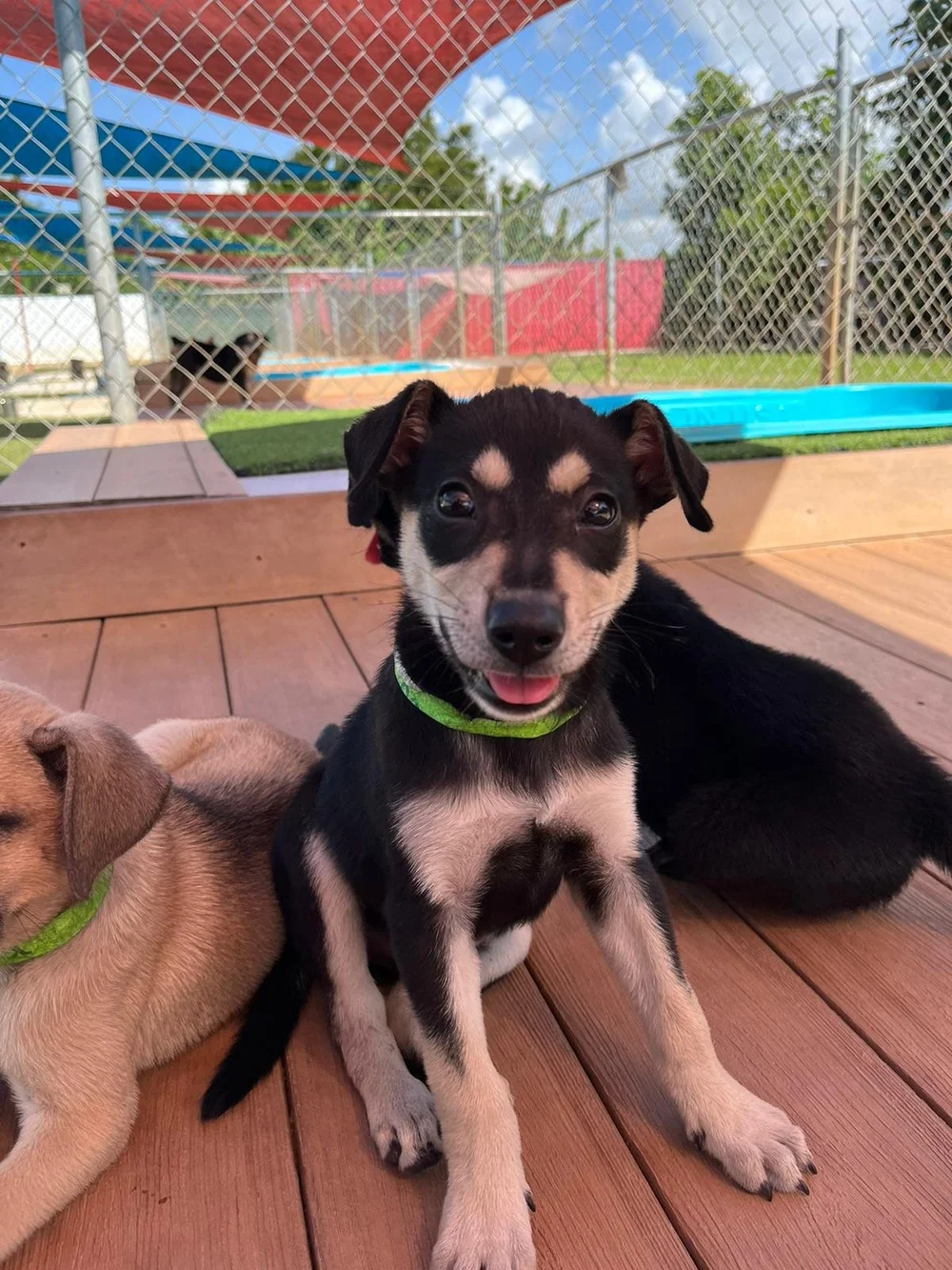 Current Adoptables — The Sato Project