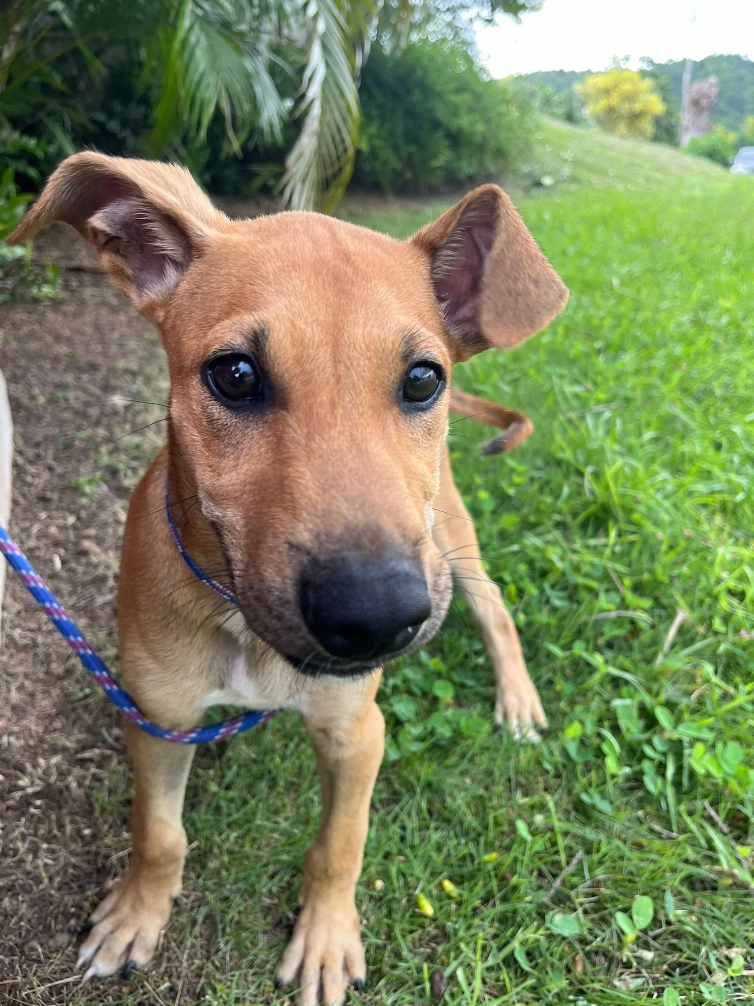 Current Adoptables — The Sato Project