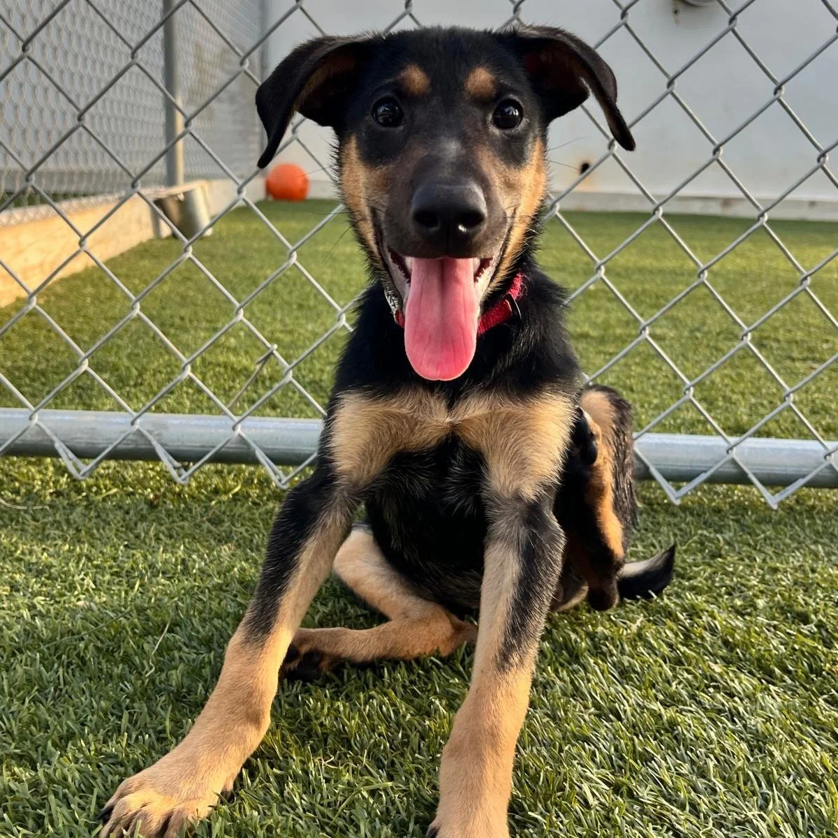 Current Adoptables — The Sato Project