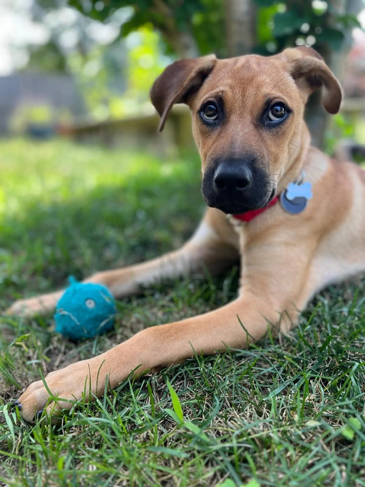 Current Adoptables — The Sato Project