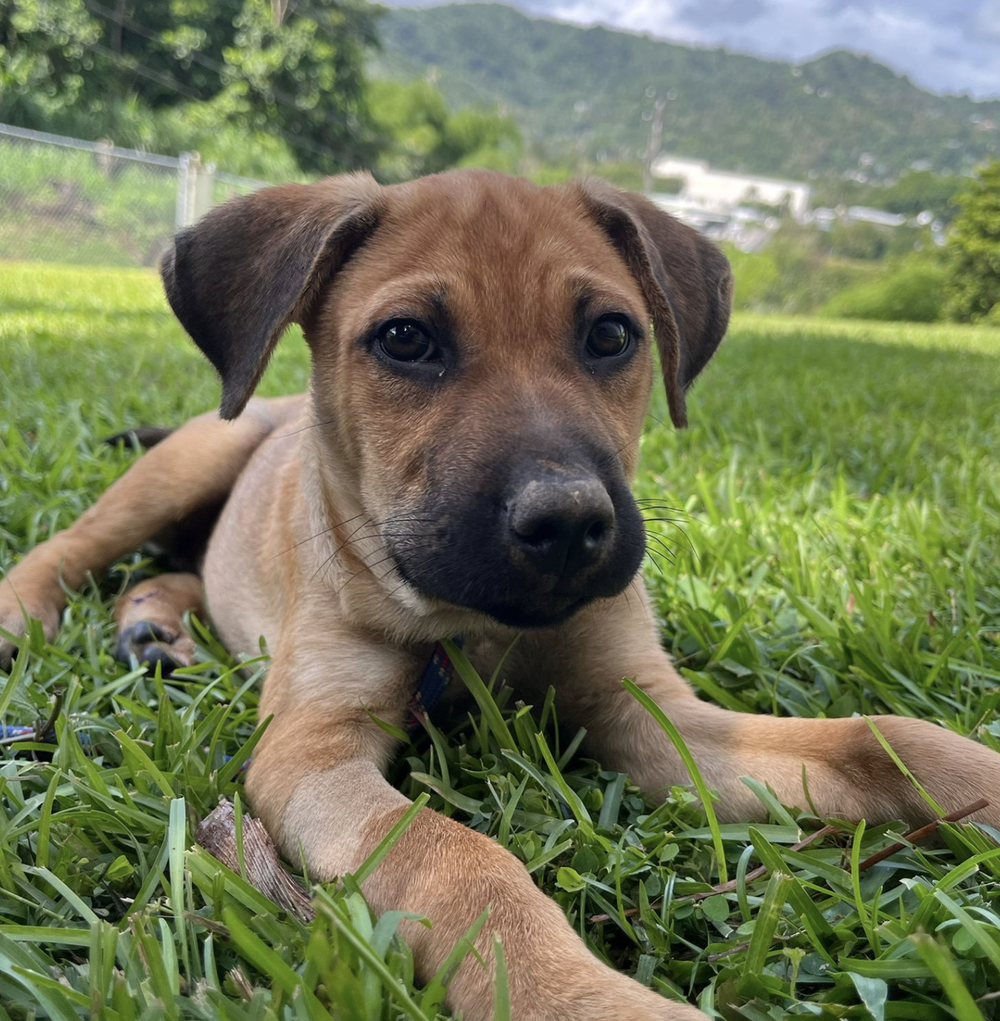 Current Adoptables — The Sato Project