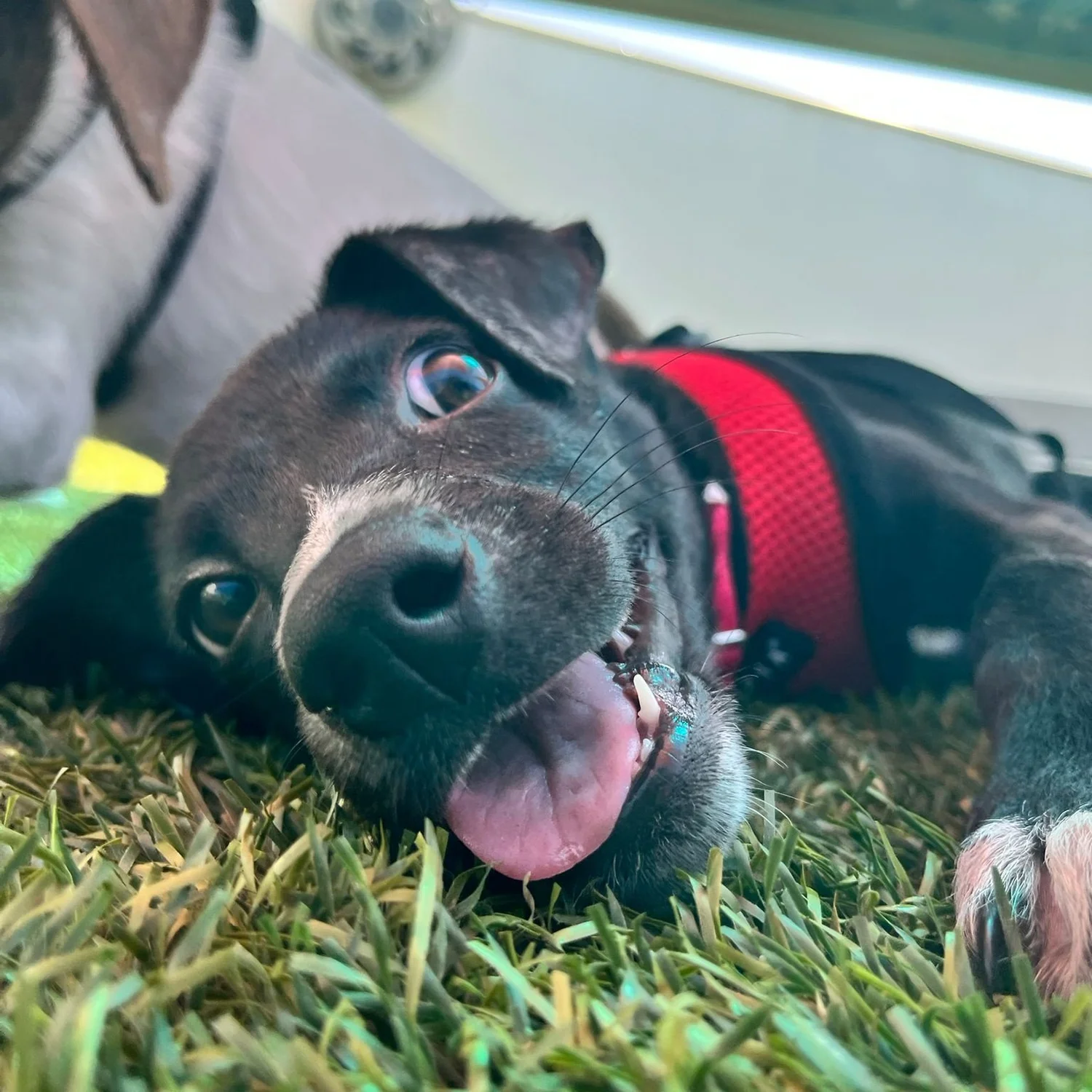 Current Adoptables — The Sato Project