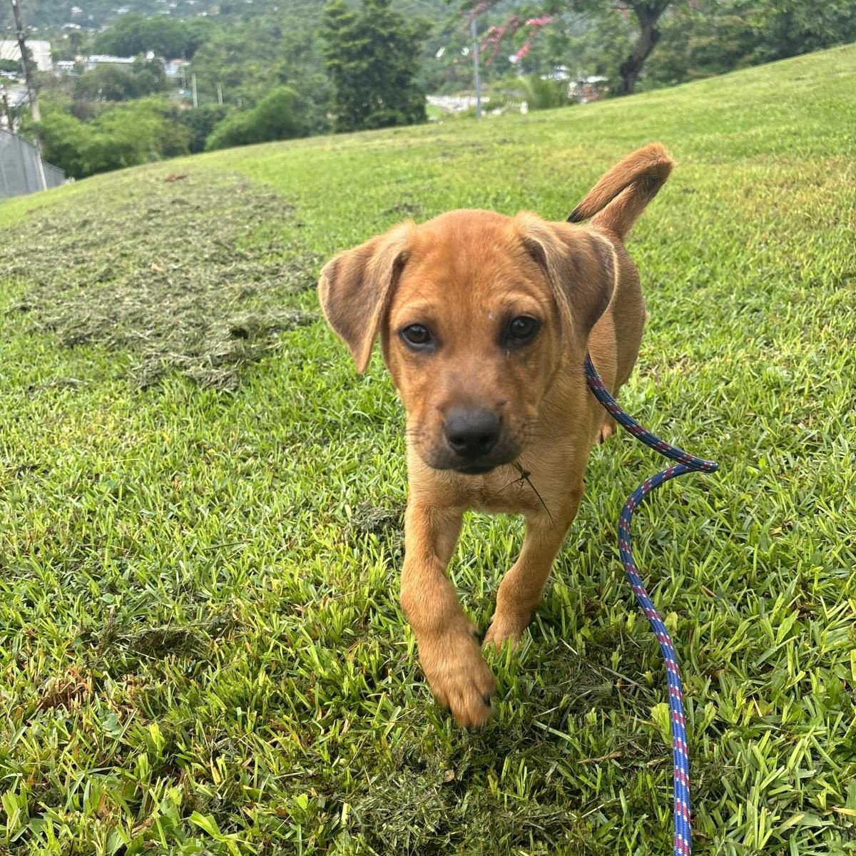 Current Adoptables — The Sato Project