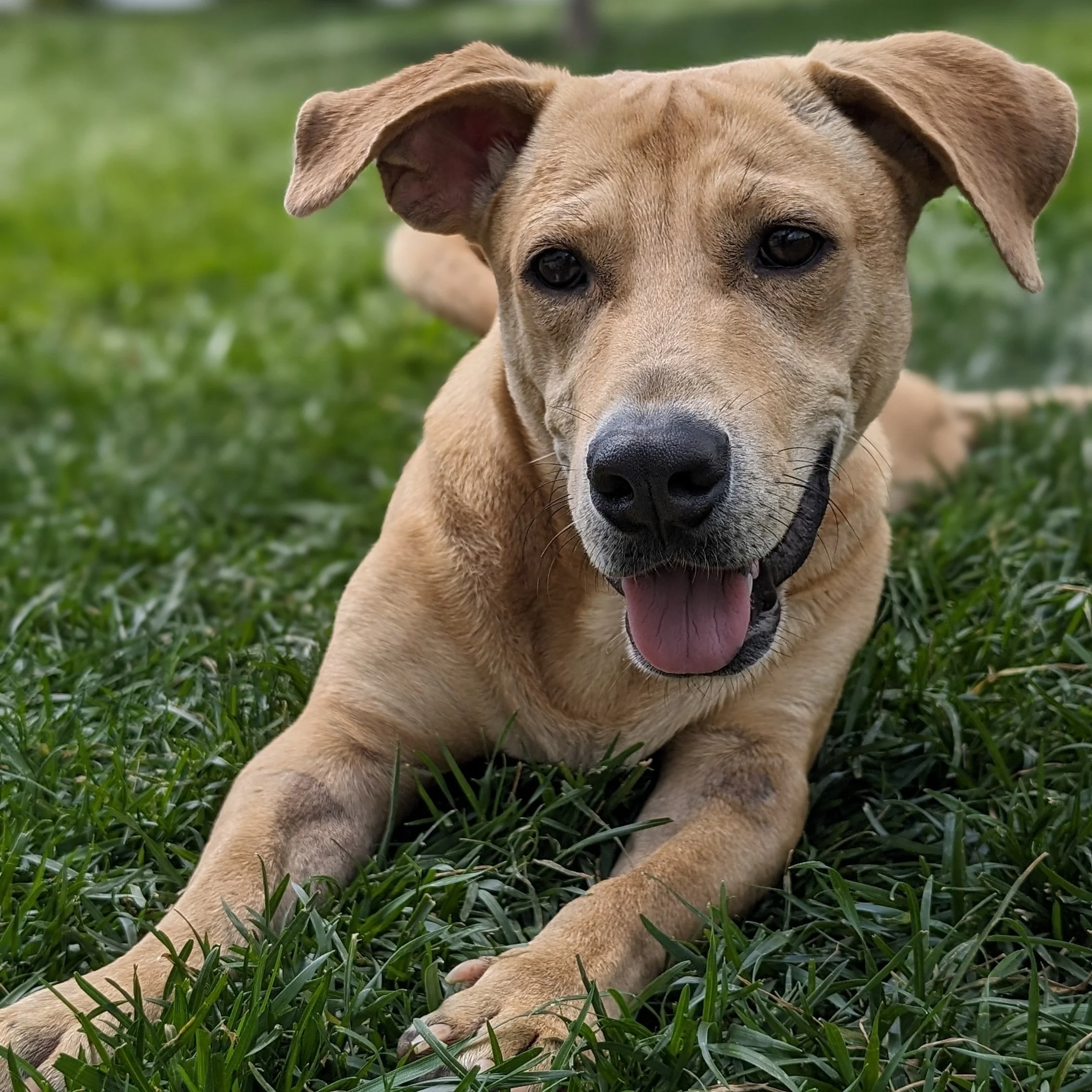 Current Adoptables — The Sato Project