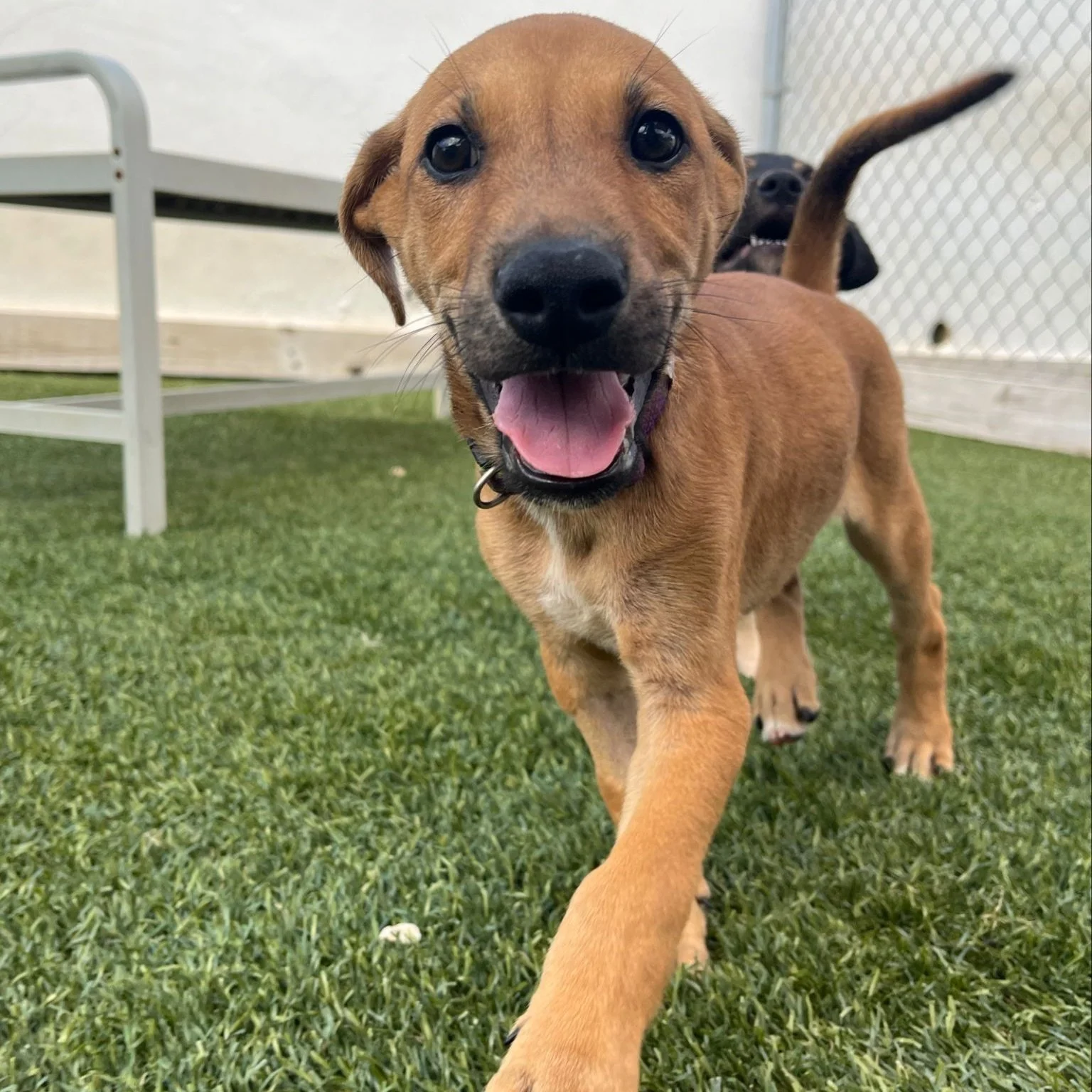 Current Adoptables — The Sato Project