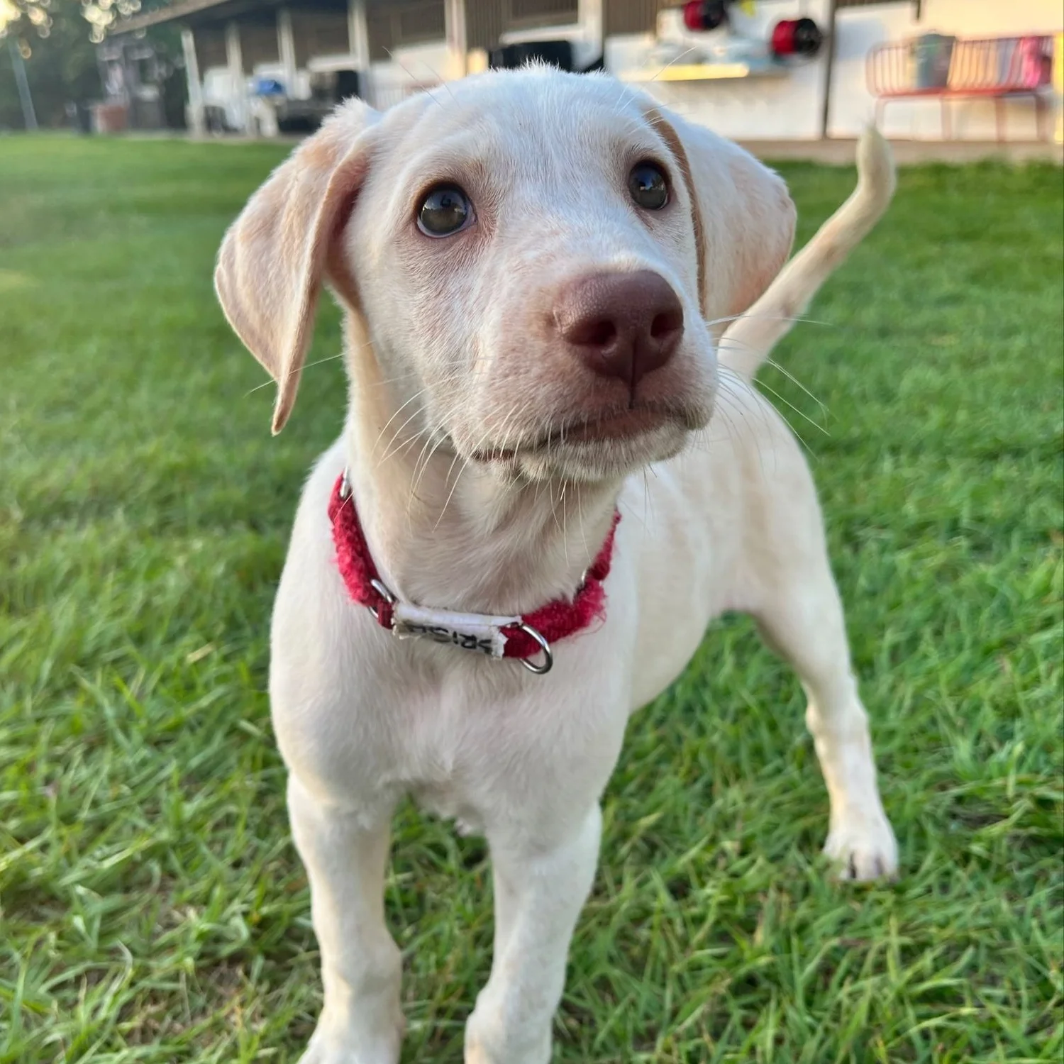 Current Adoptables — The Sato Project
