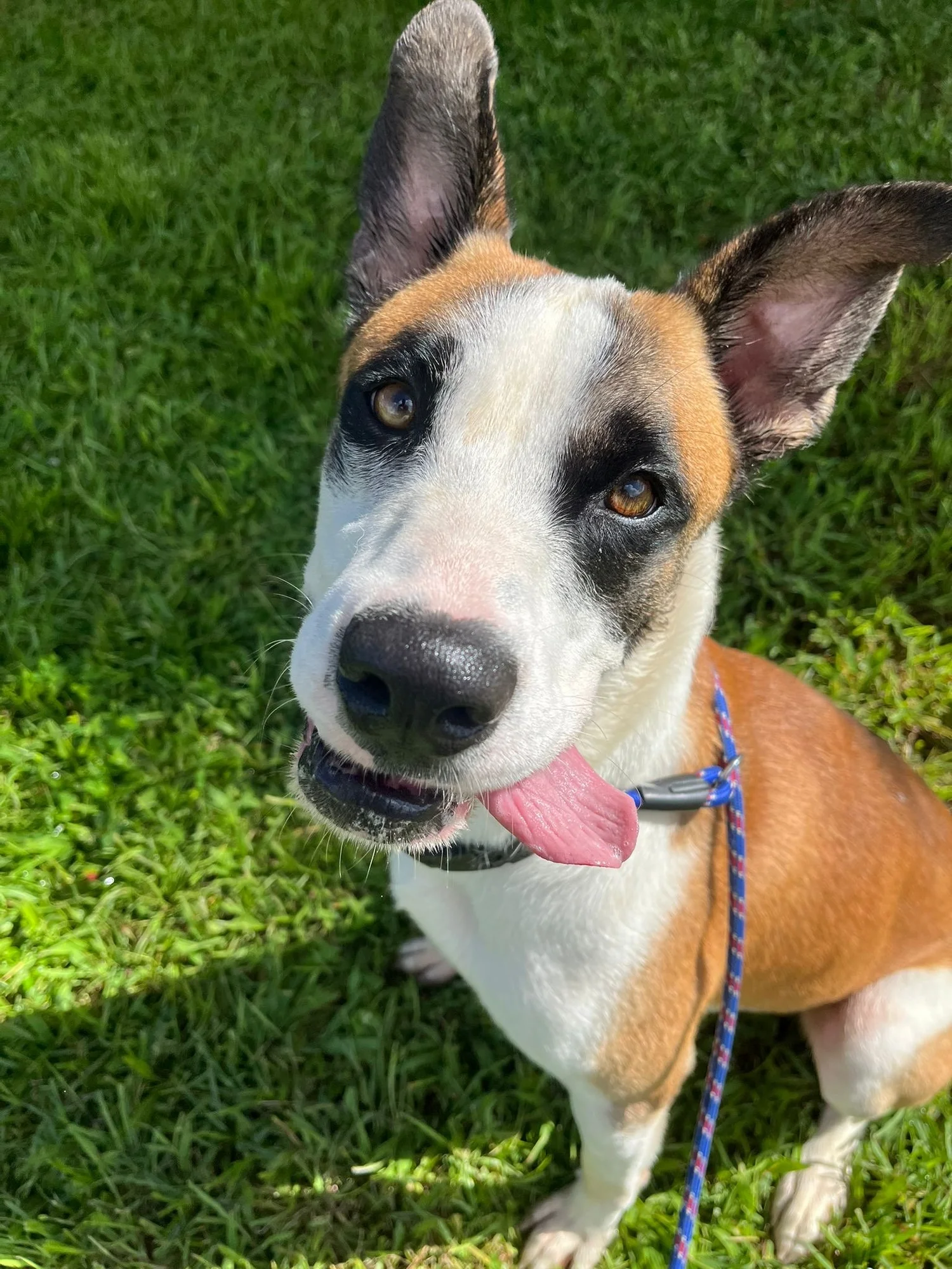 Current Adoptables — The Sato Project