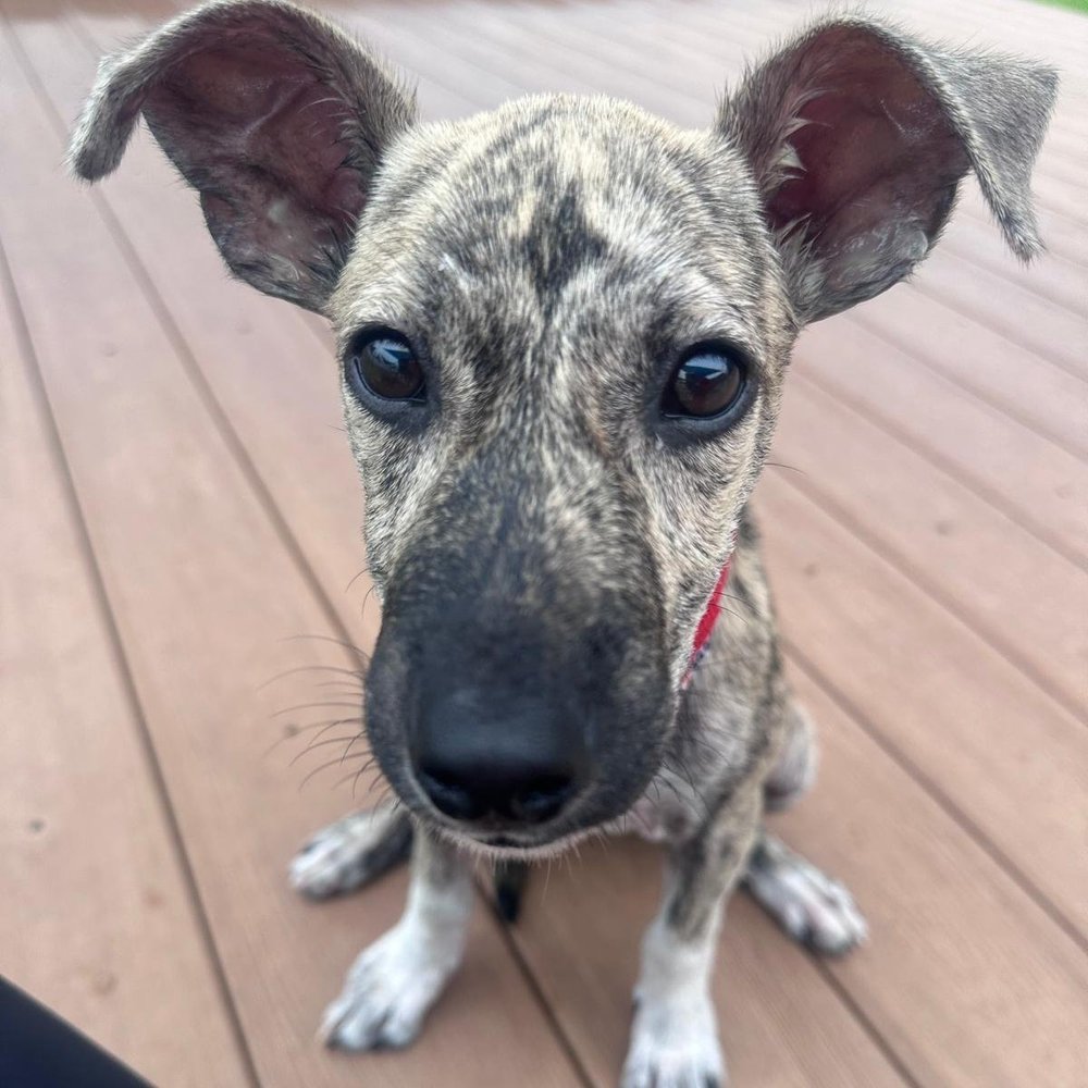 Current Adoptables — The Sato Project