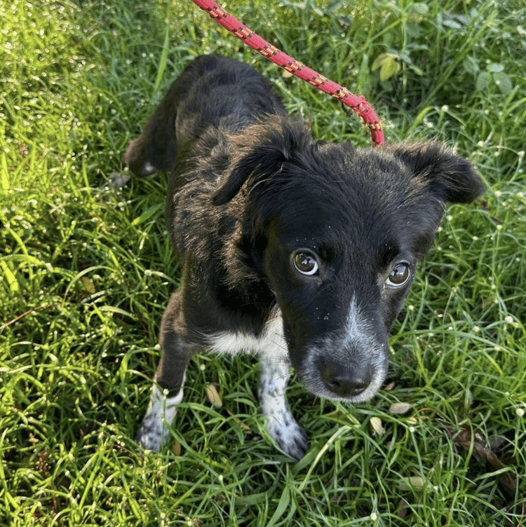 Current Adoptables — The Sato Project