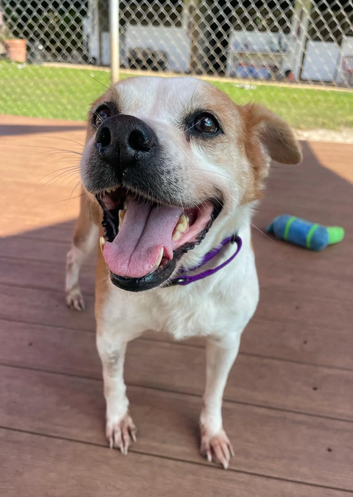 Current Adoptables — The Sato Project