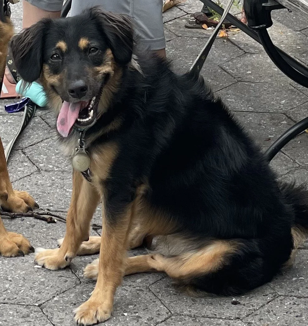 Current Adoptables — The Sato Project