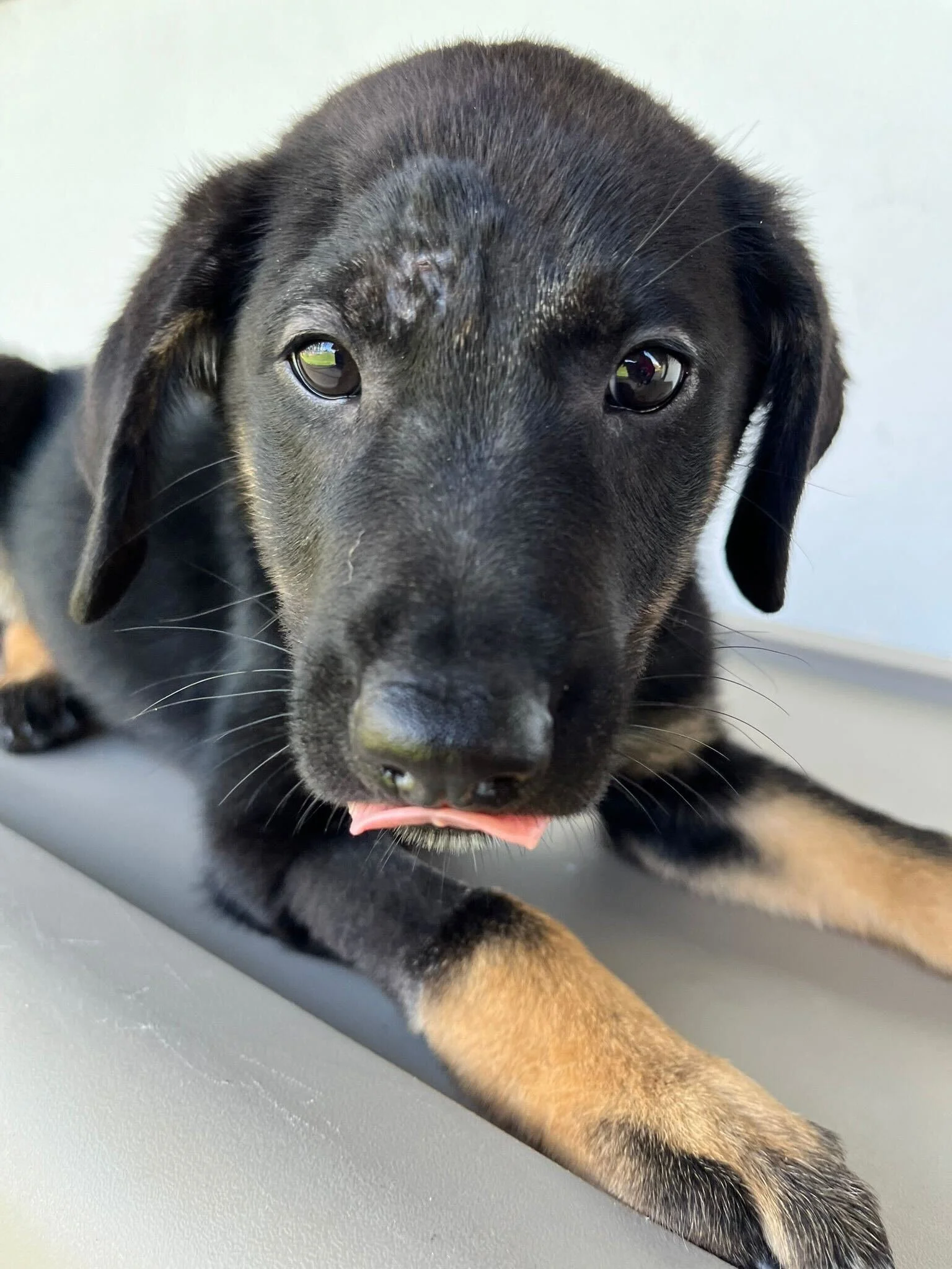 Current Adoptables — The Sato Project