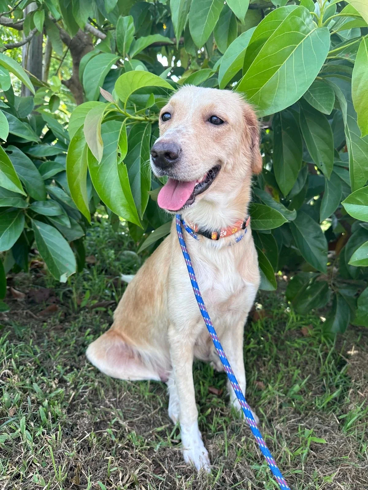 Current Adoptables — The Sato Project