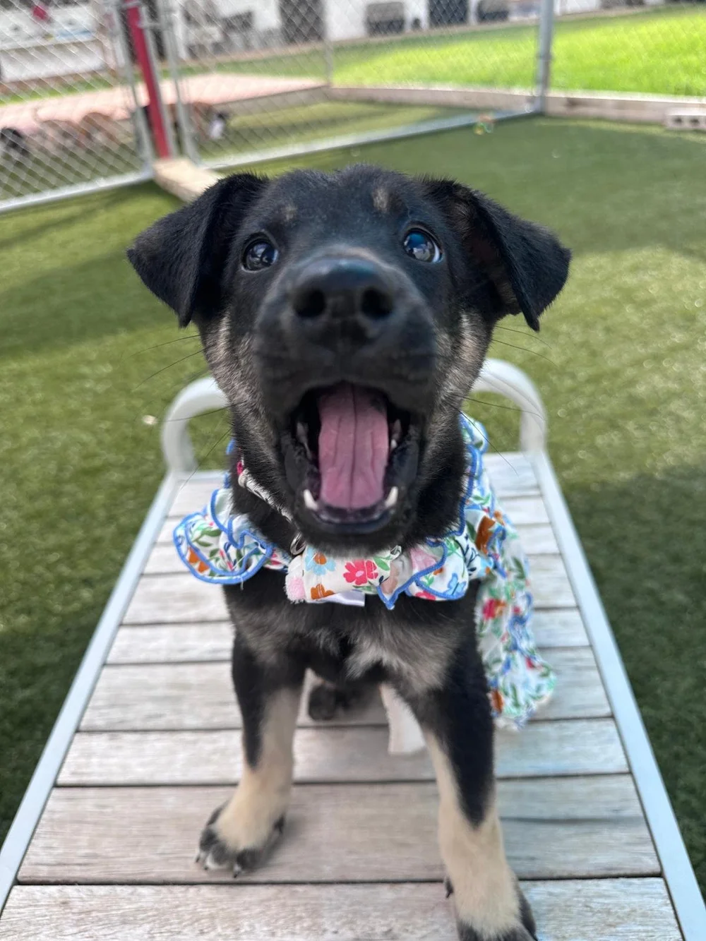 Current Adoptables — The Sato Project