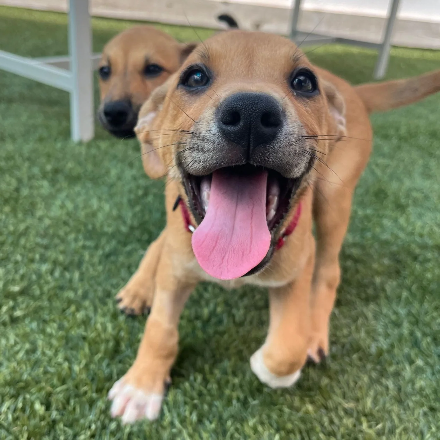 Current Adoptables — The Sato Project