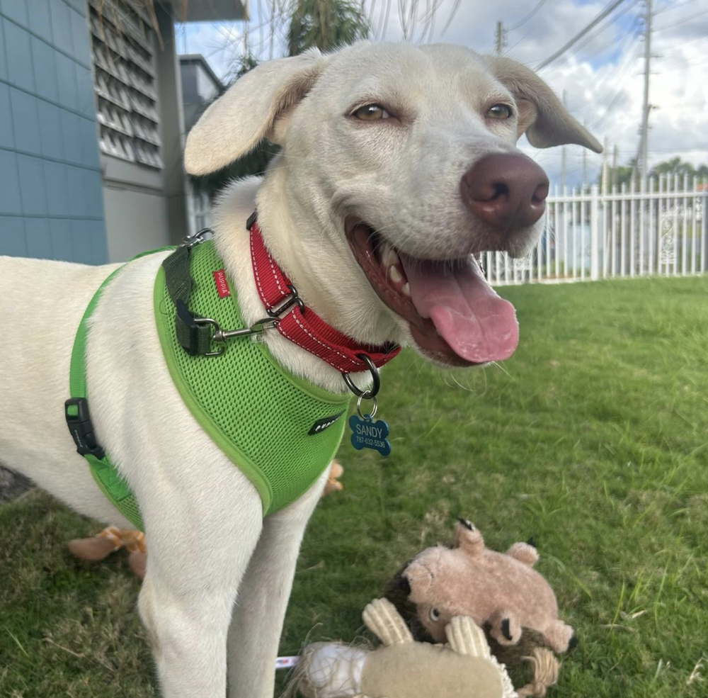 Current Adoptables — The Sato Project