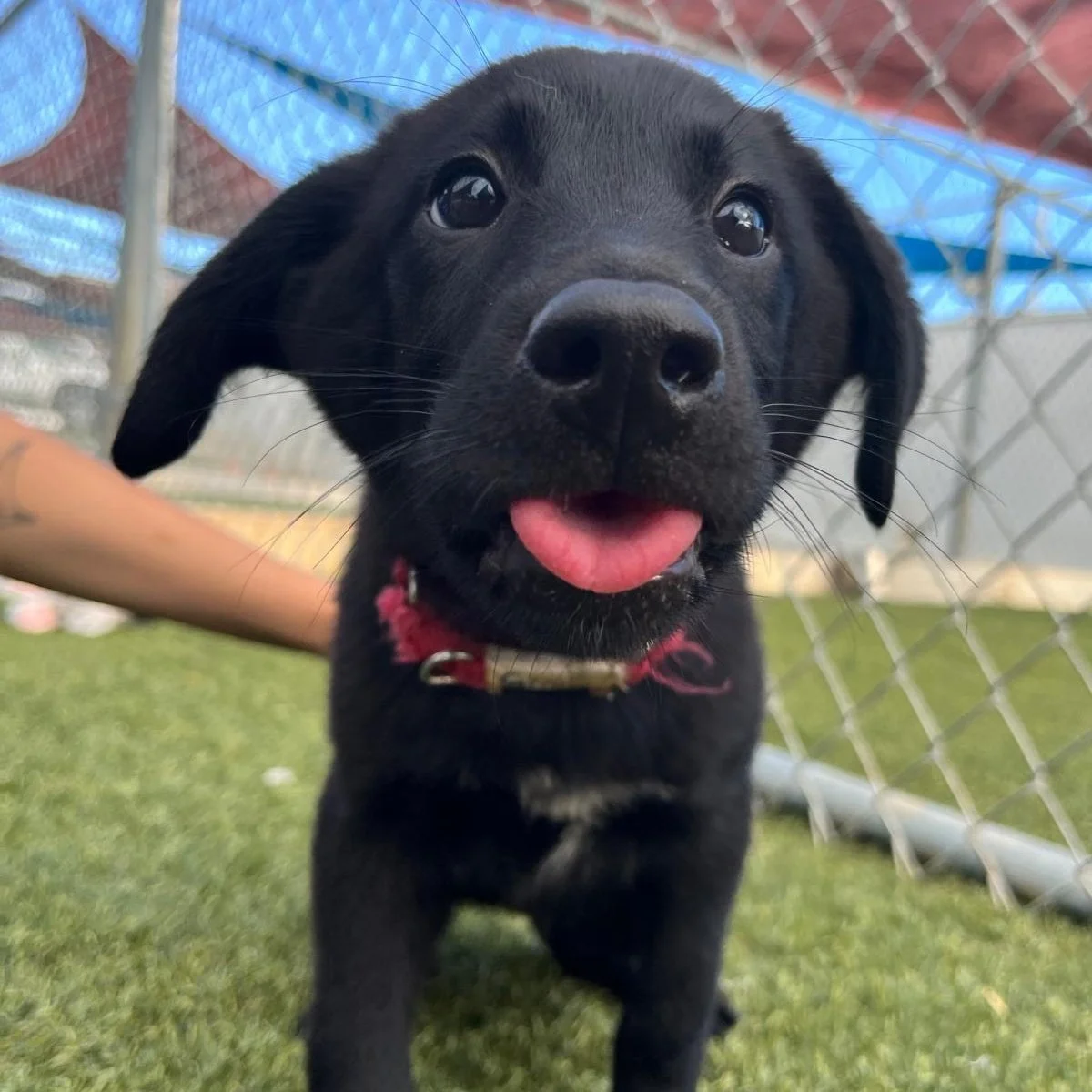 Current Adoptables — The Sato Project