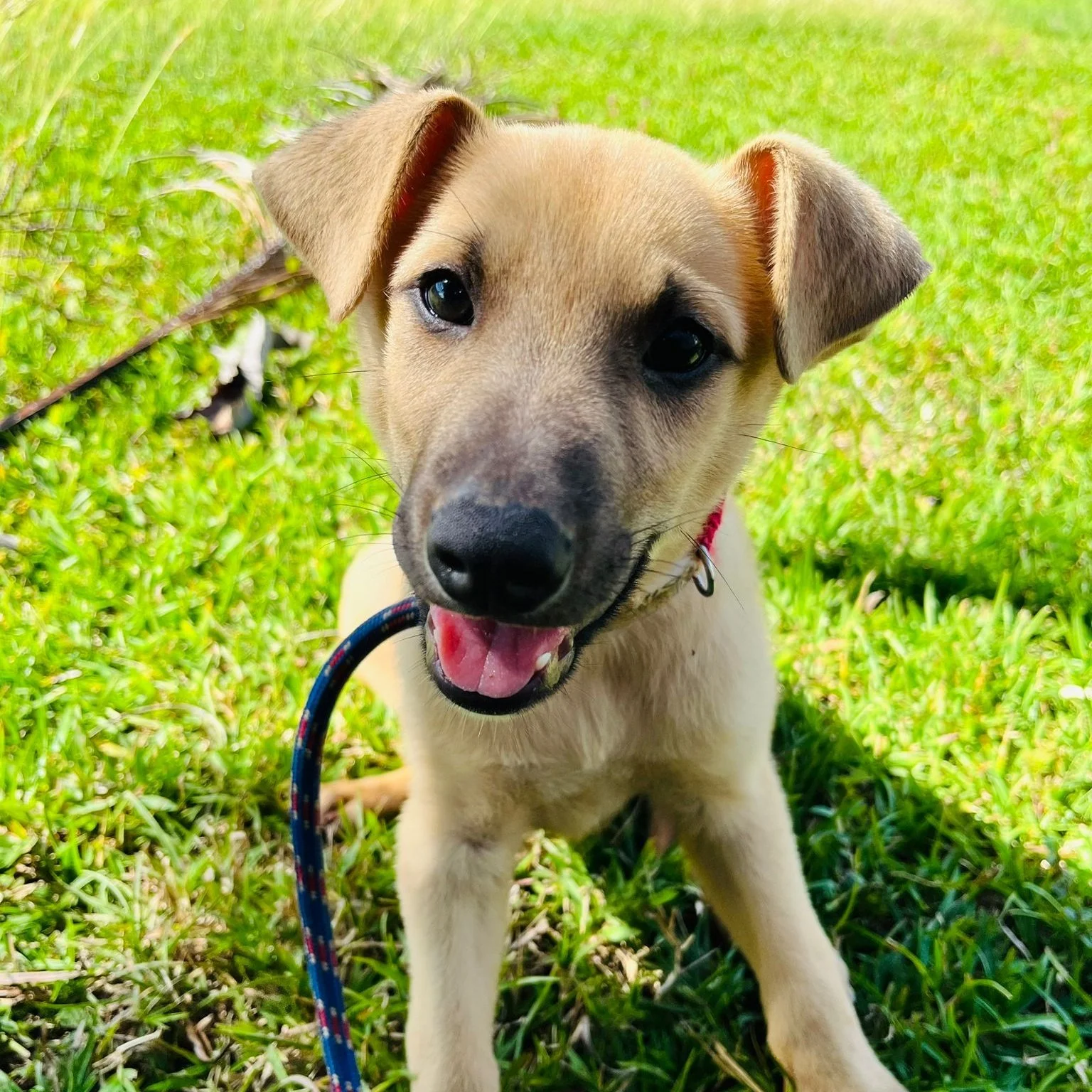 Current Adoptables — The Sato Project