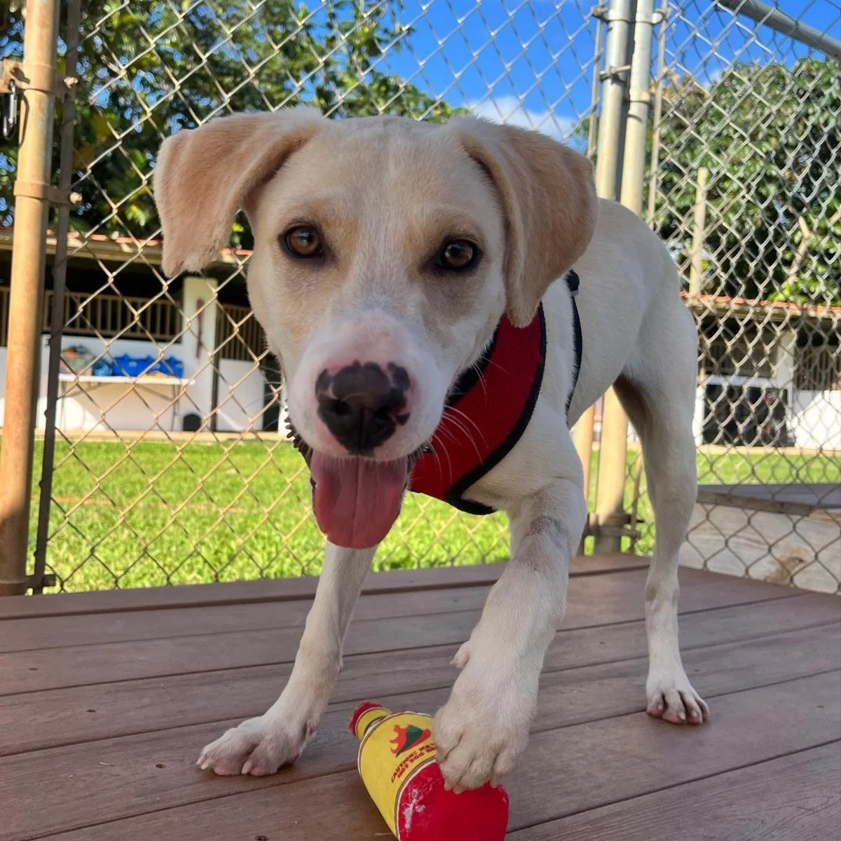 Current Adoptables — The Sato Project