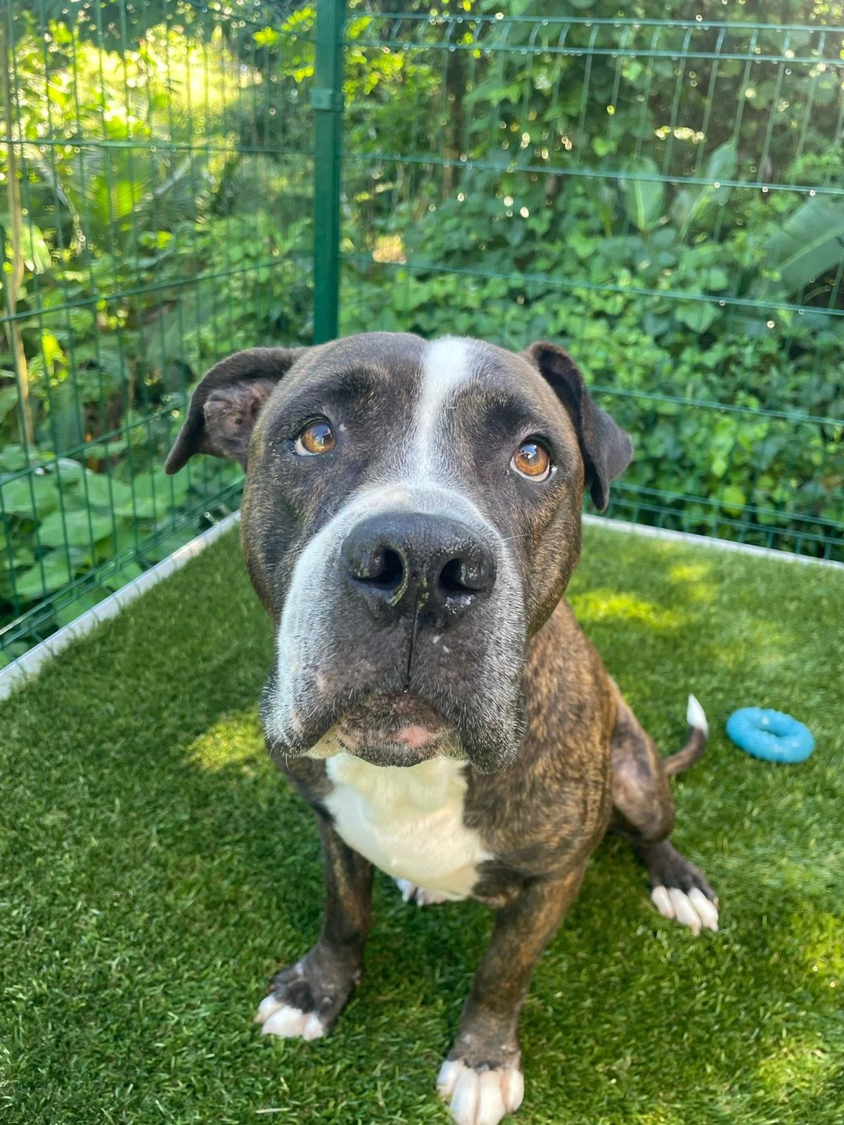 Current Adoptables — The Sato Project