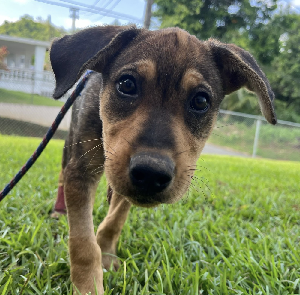 Current Adoptables — The Sato Project