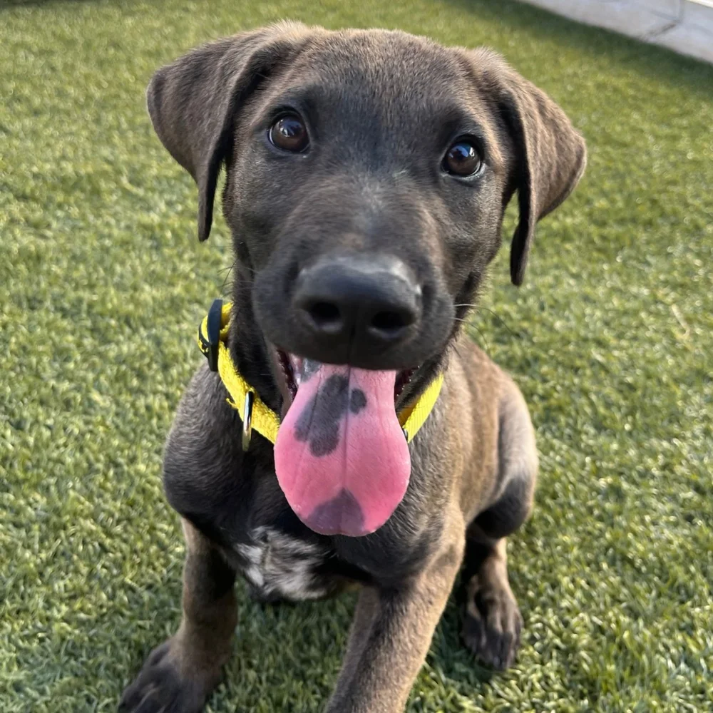 Current Adoptables — The Sato Project