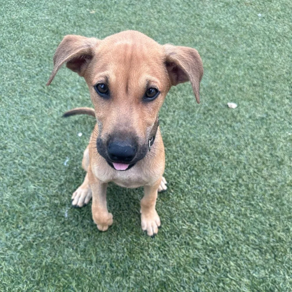 Current Adoptables — The Sato Project