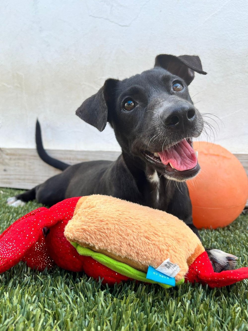 Current Adoptables — The Sato Project