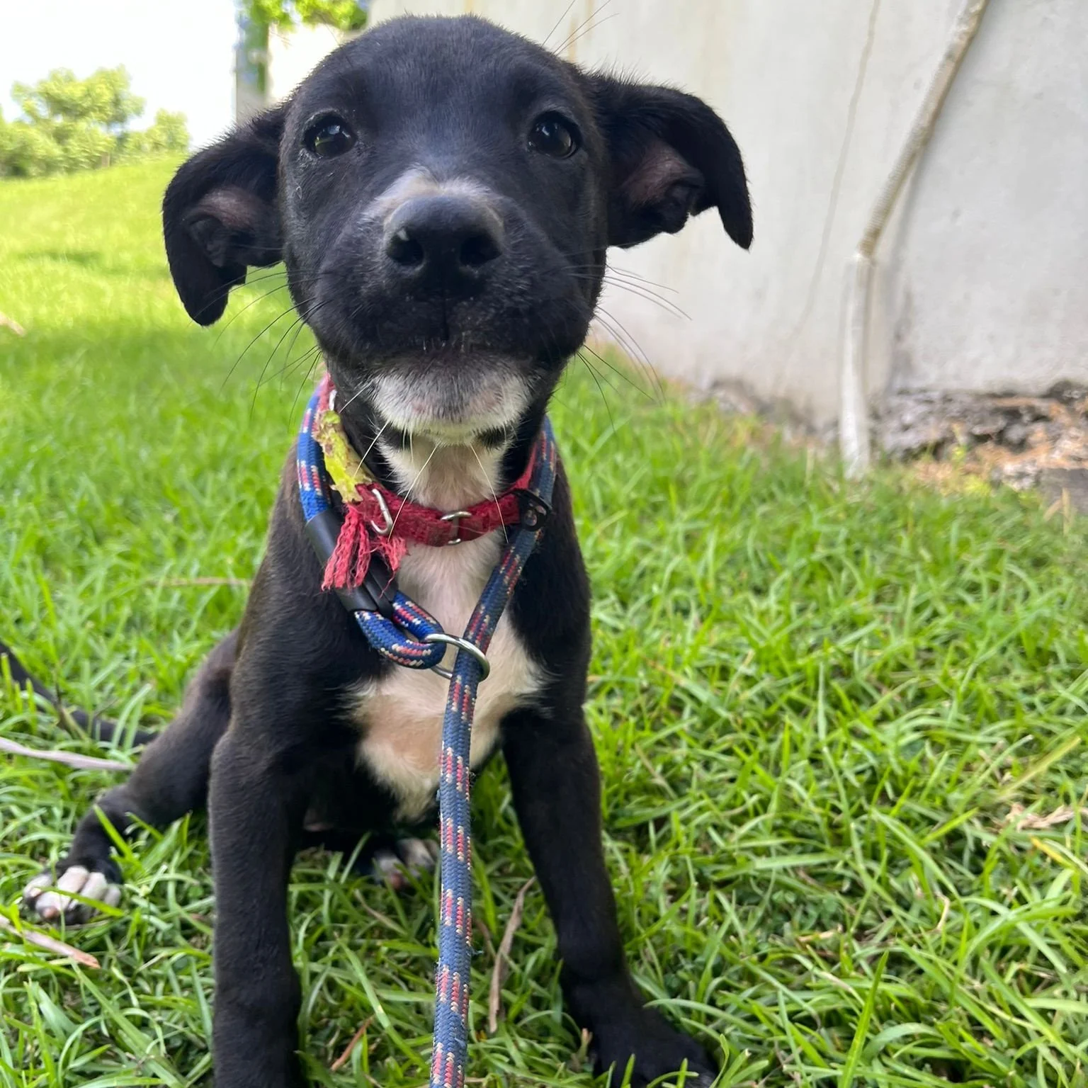 Current Adoptables — The Sato Project