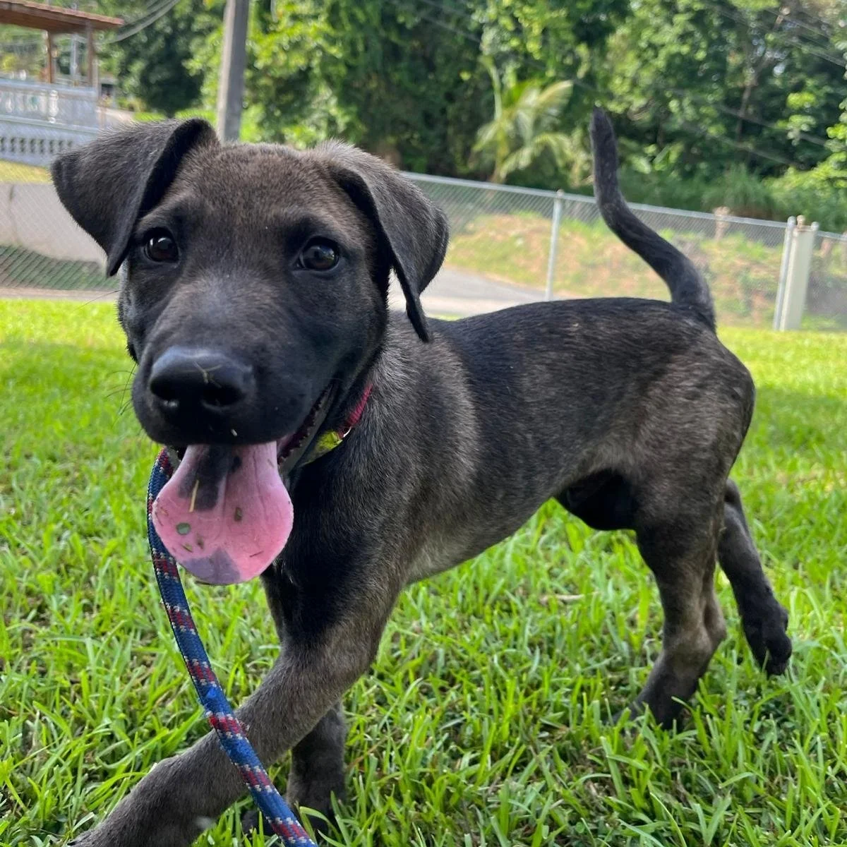 Current Adoptables — The Sato Project