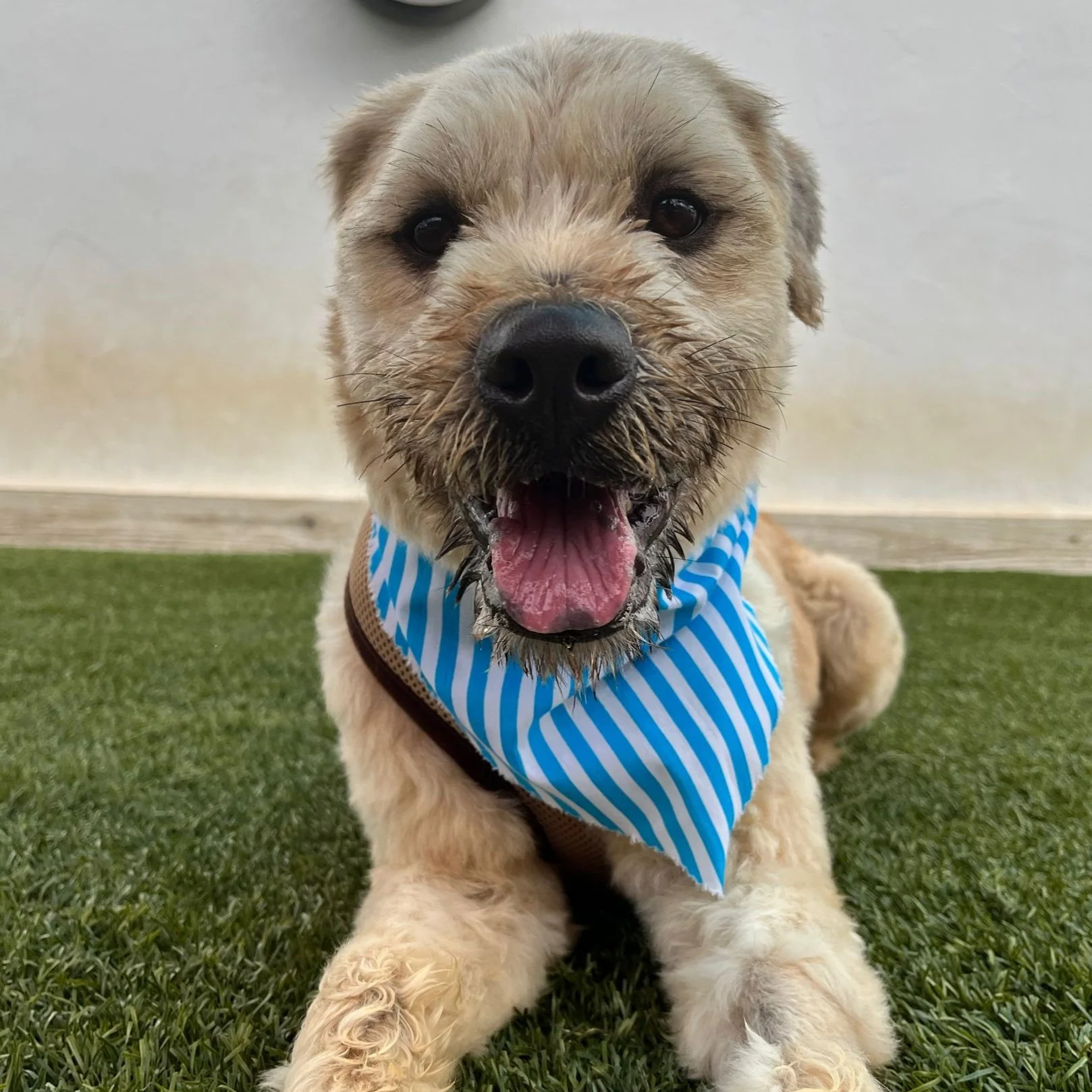 Current Adoptables — The Sato Project