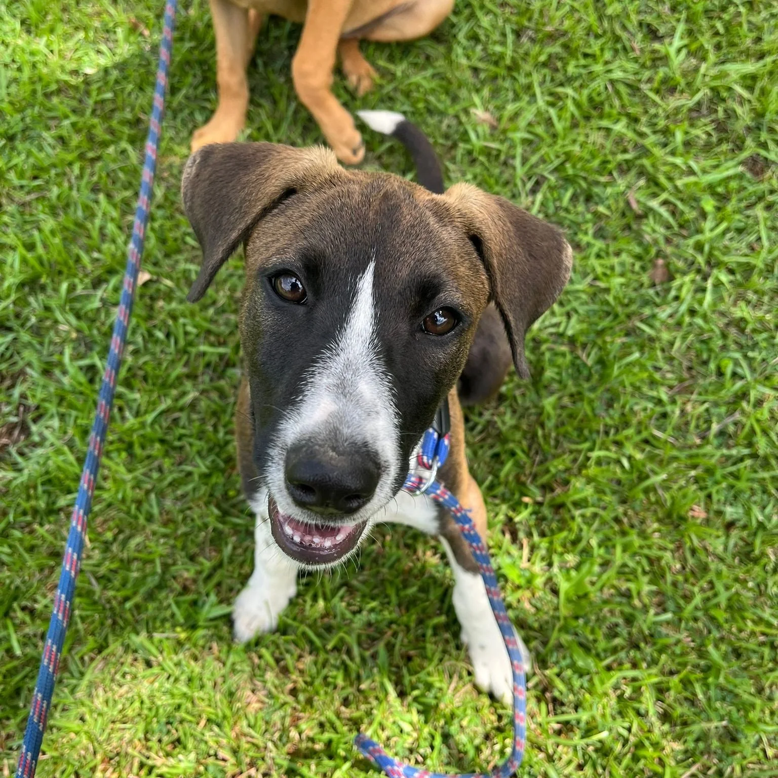 Current Adoptables — The Sato Project