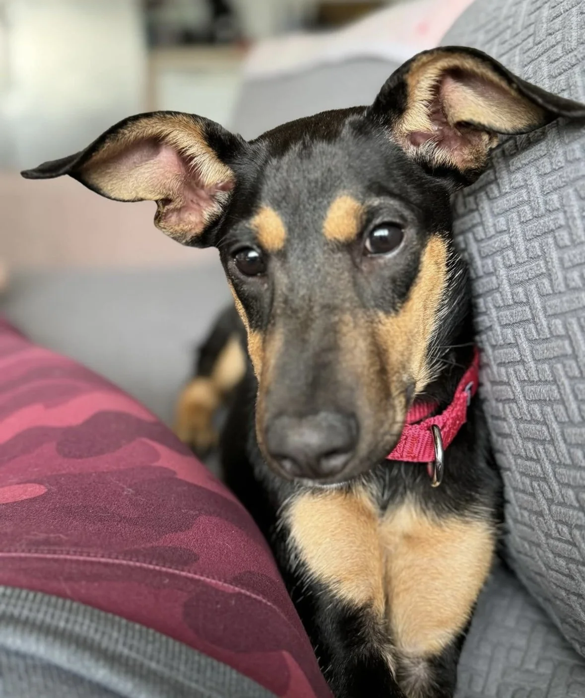 Current Adoptables — The Sato Project