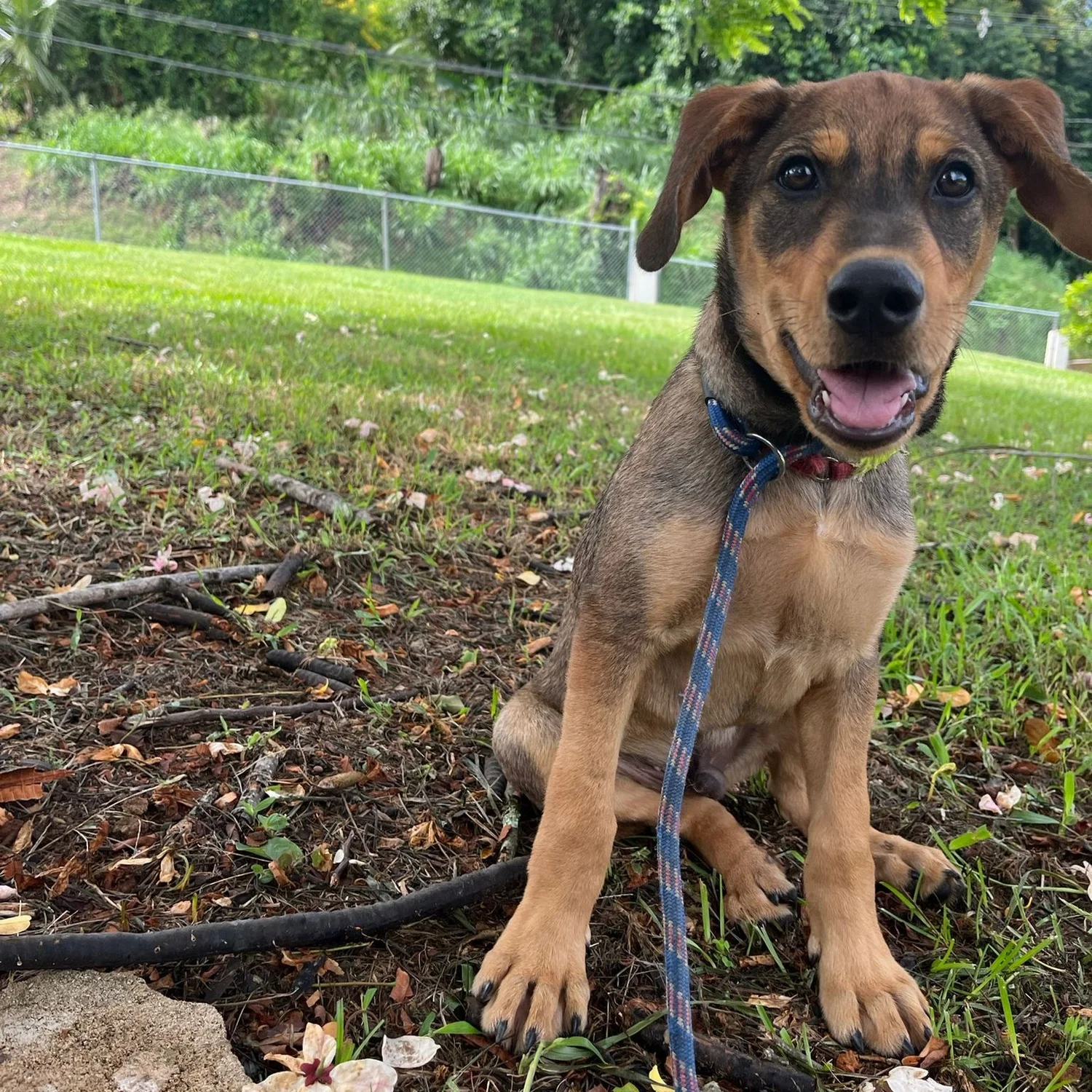 Current Adoptables — The Sato Project