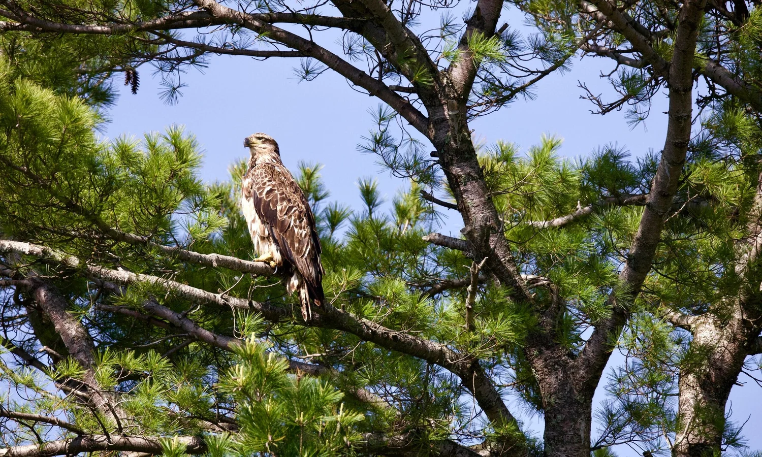 Lake Maps — Lake Hubert Conservation Association