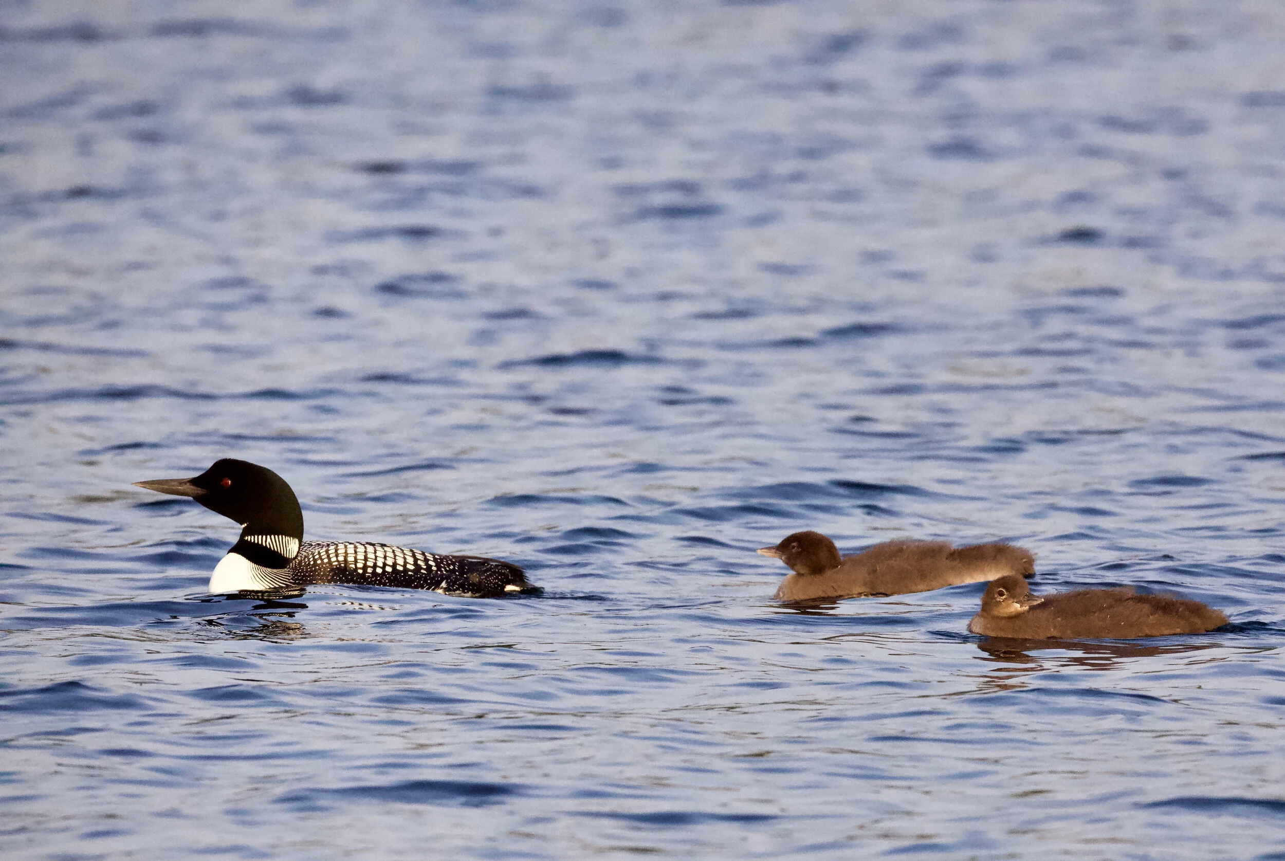Loons & Wildlife — Lake Hubert Conservation Association