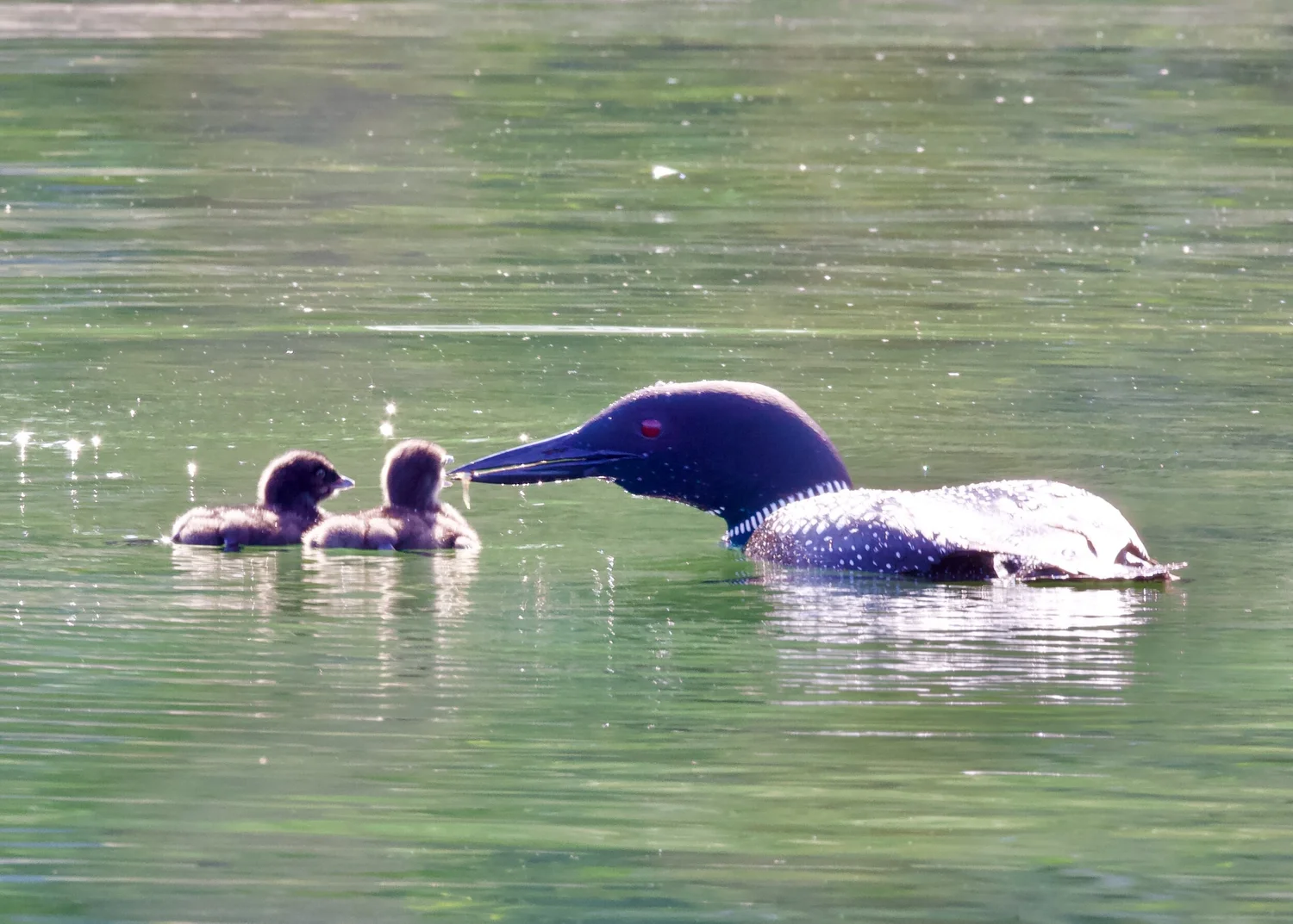 Lake Hubert Conservation Association