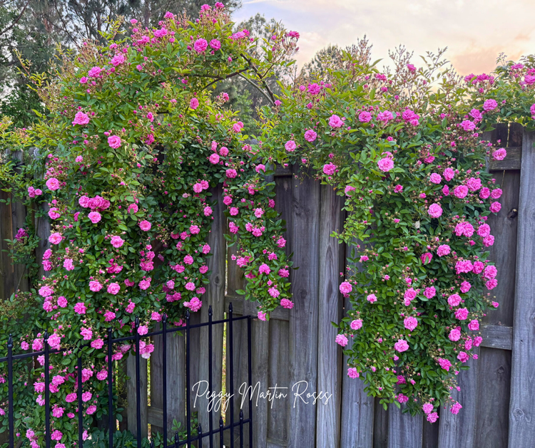 The Resilient Beauty of the Peggy Martin Rose: A Symbol of Hope and ...