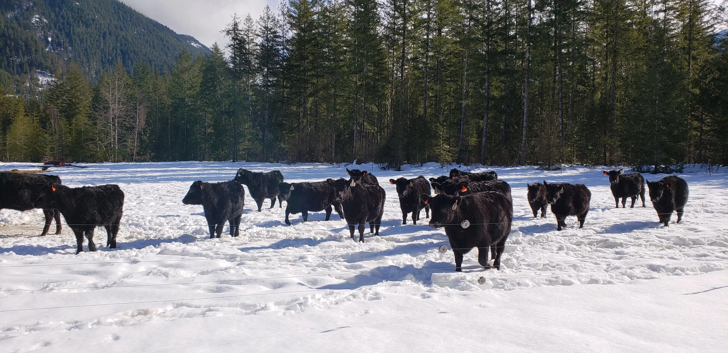 About — American Alps Ranch