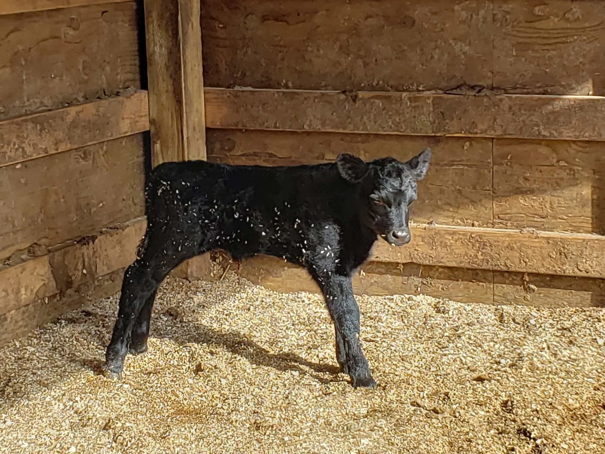 About — American Alps Ranch