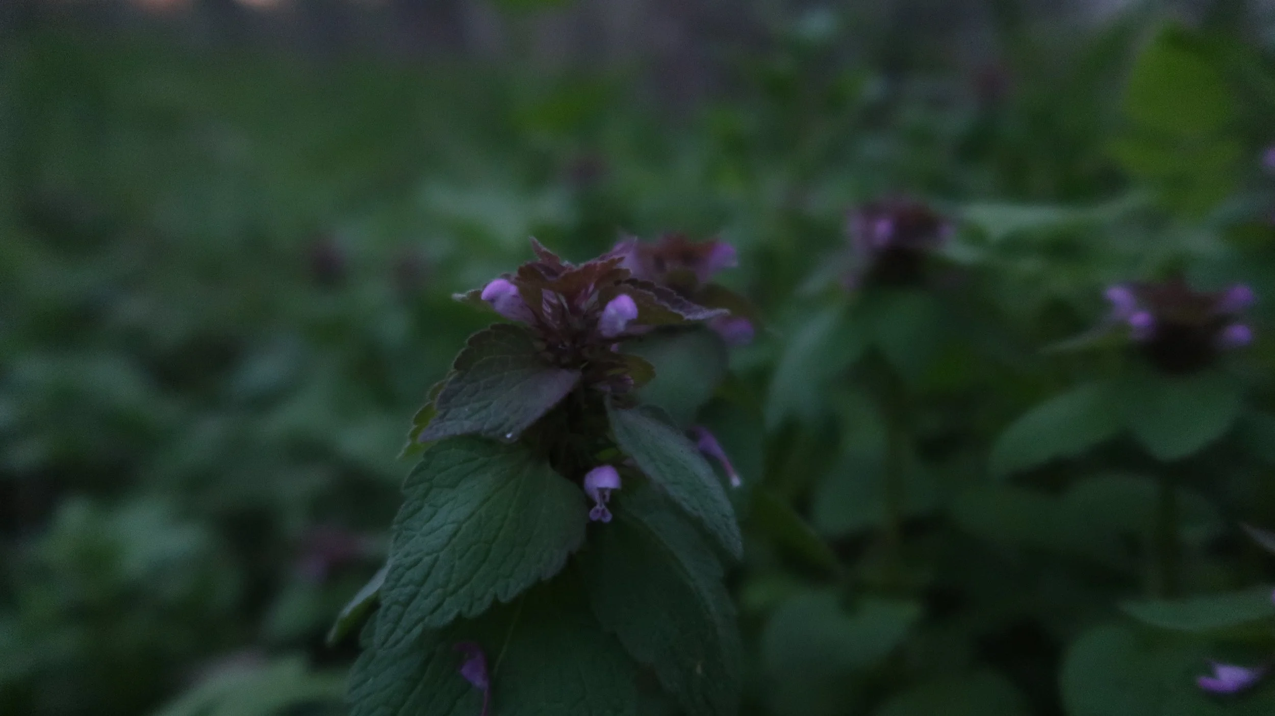 Historical Turkey Hunt with gear from the 1800s | Muzzleloader Turkey ...