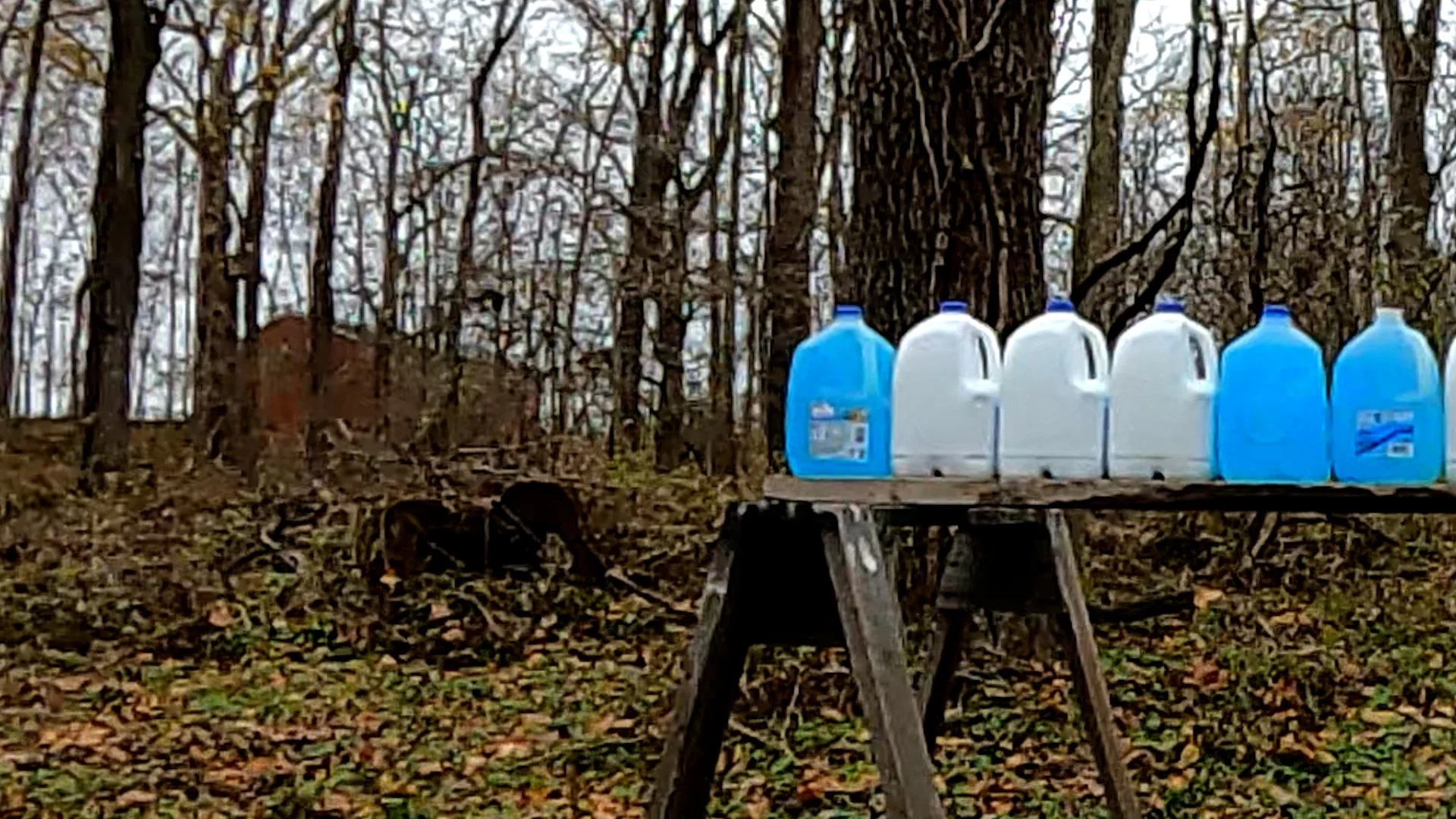 PowerBelt vs THOR vs Federal | 100 Yard 50 cal Muzzleloader Bullet ...