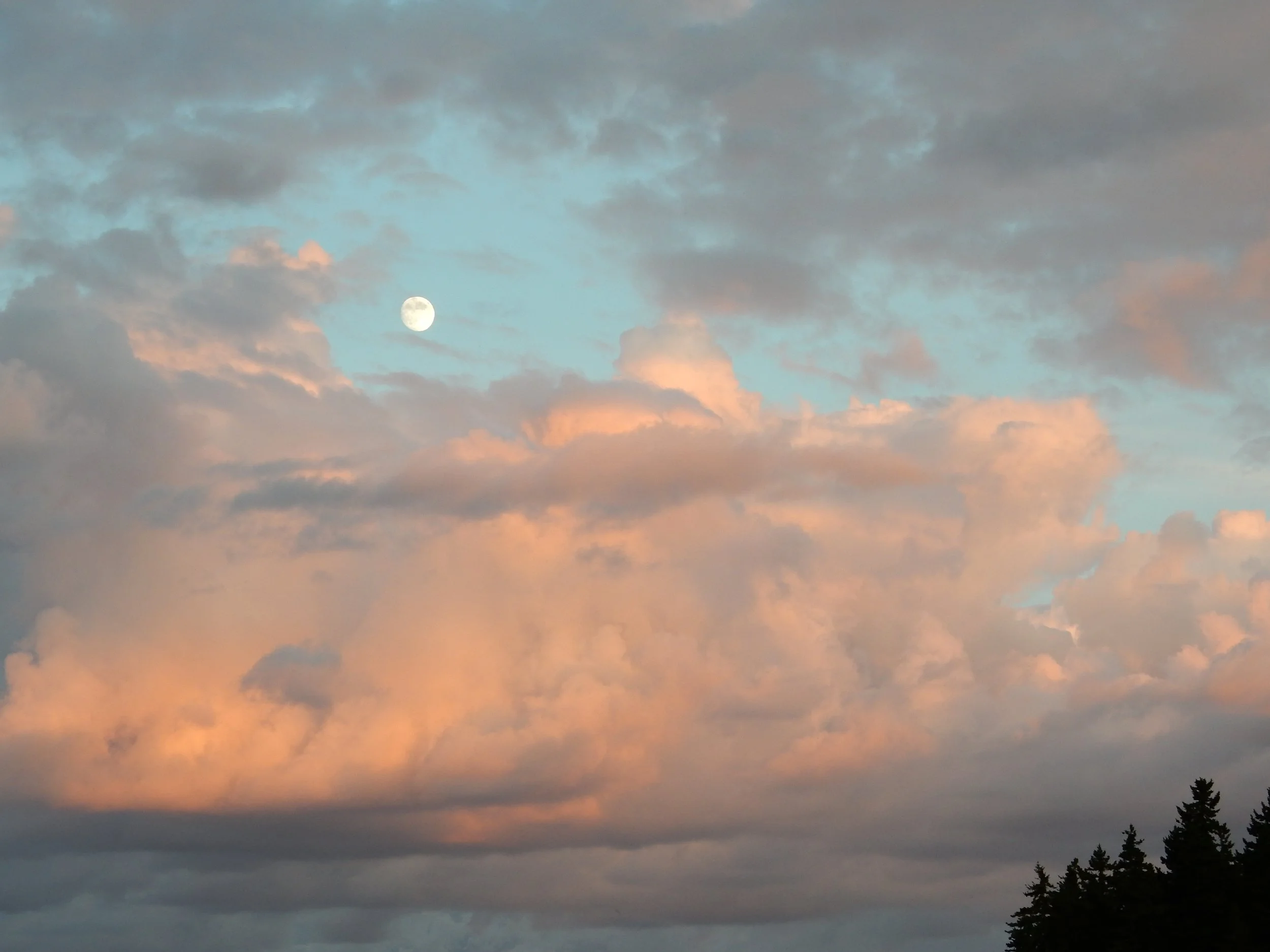 Maine Green - Potato Moon