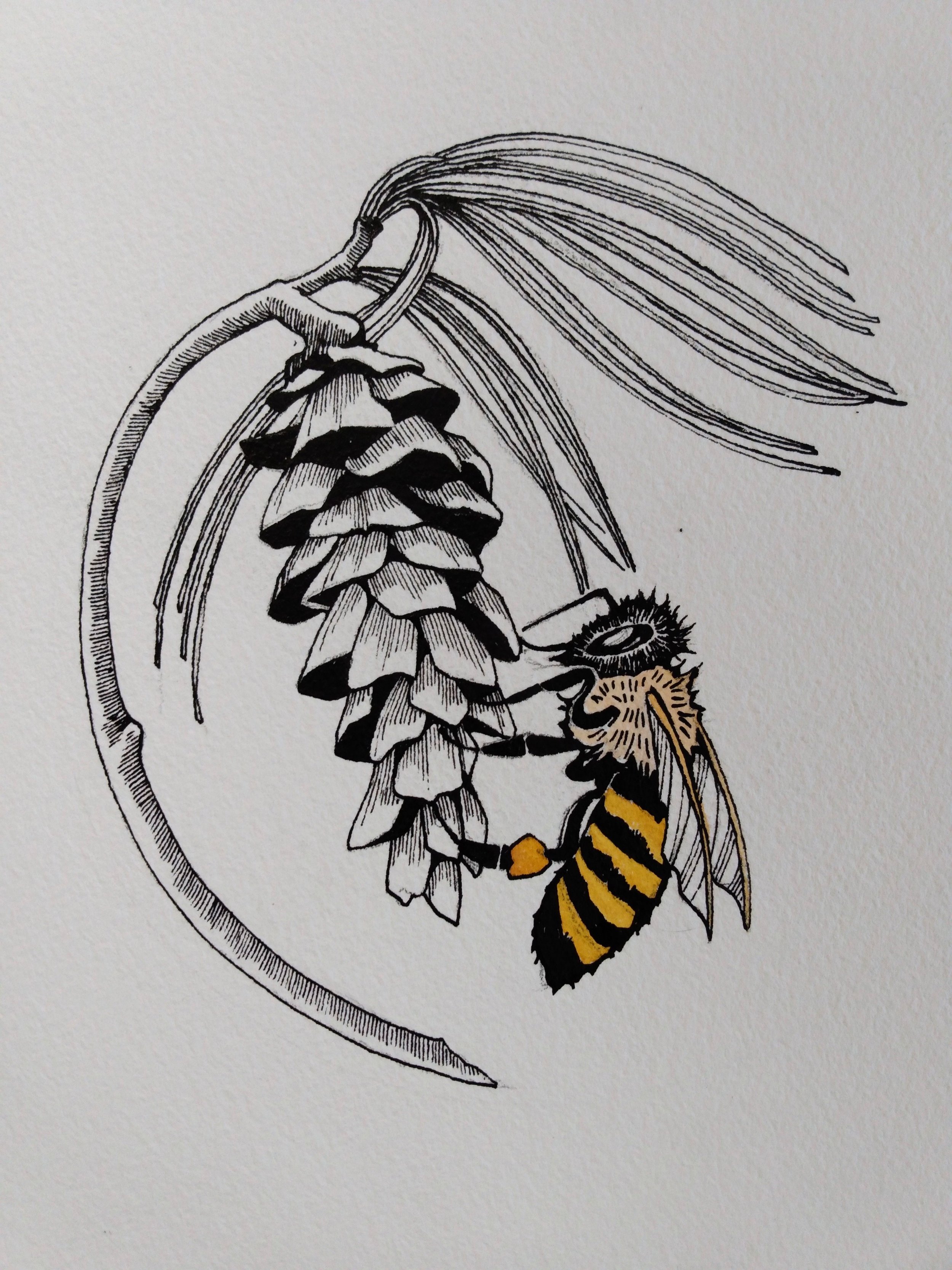 Maine Green - Pine Cone Honey Bee