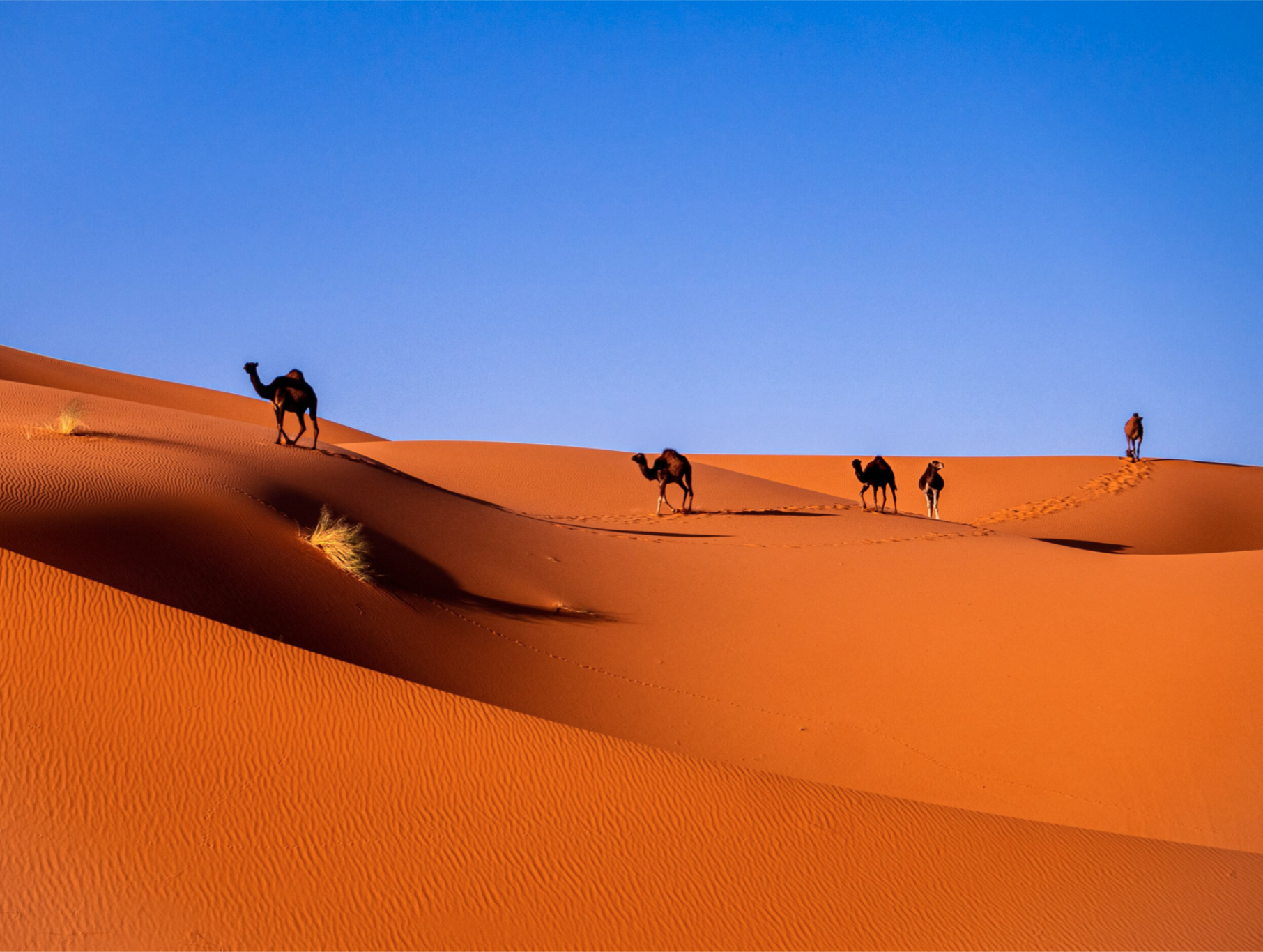 Sand Dunes Sahara