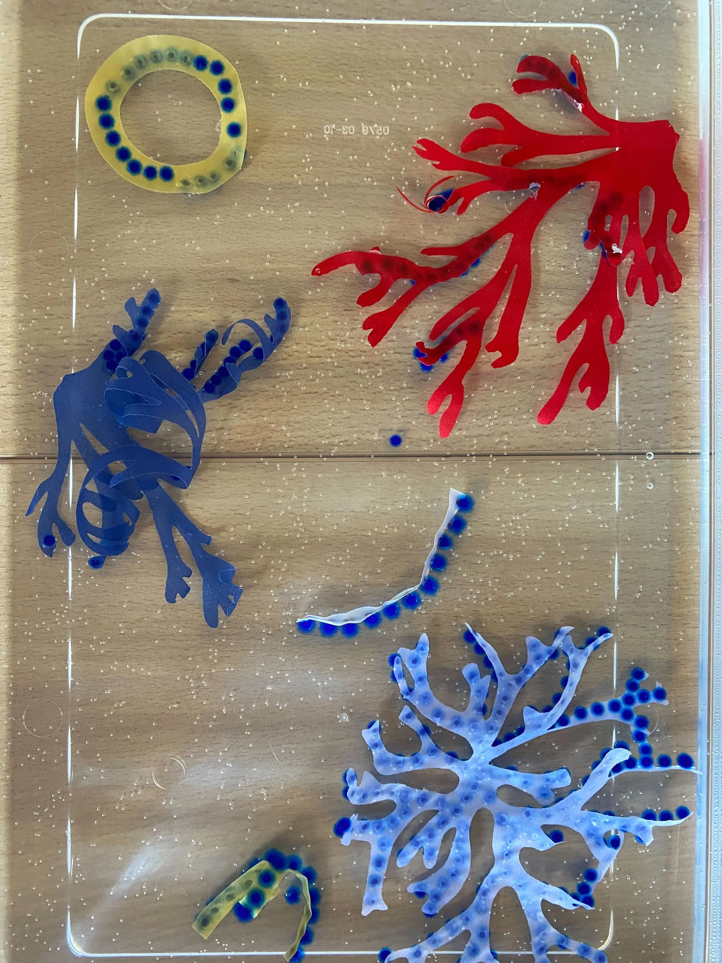 Morphing Art Project Ideas