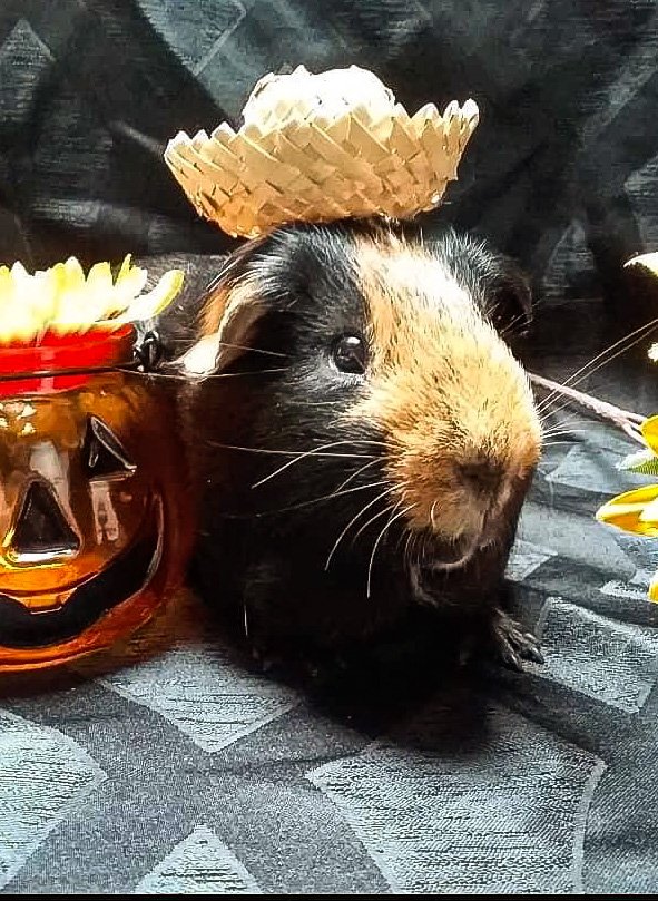 In Memoriam — Tiny Tails and Scales