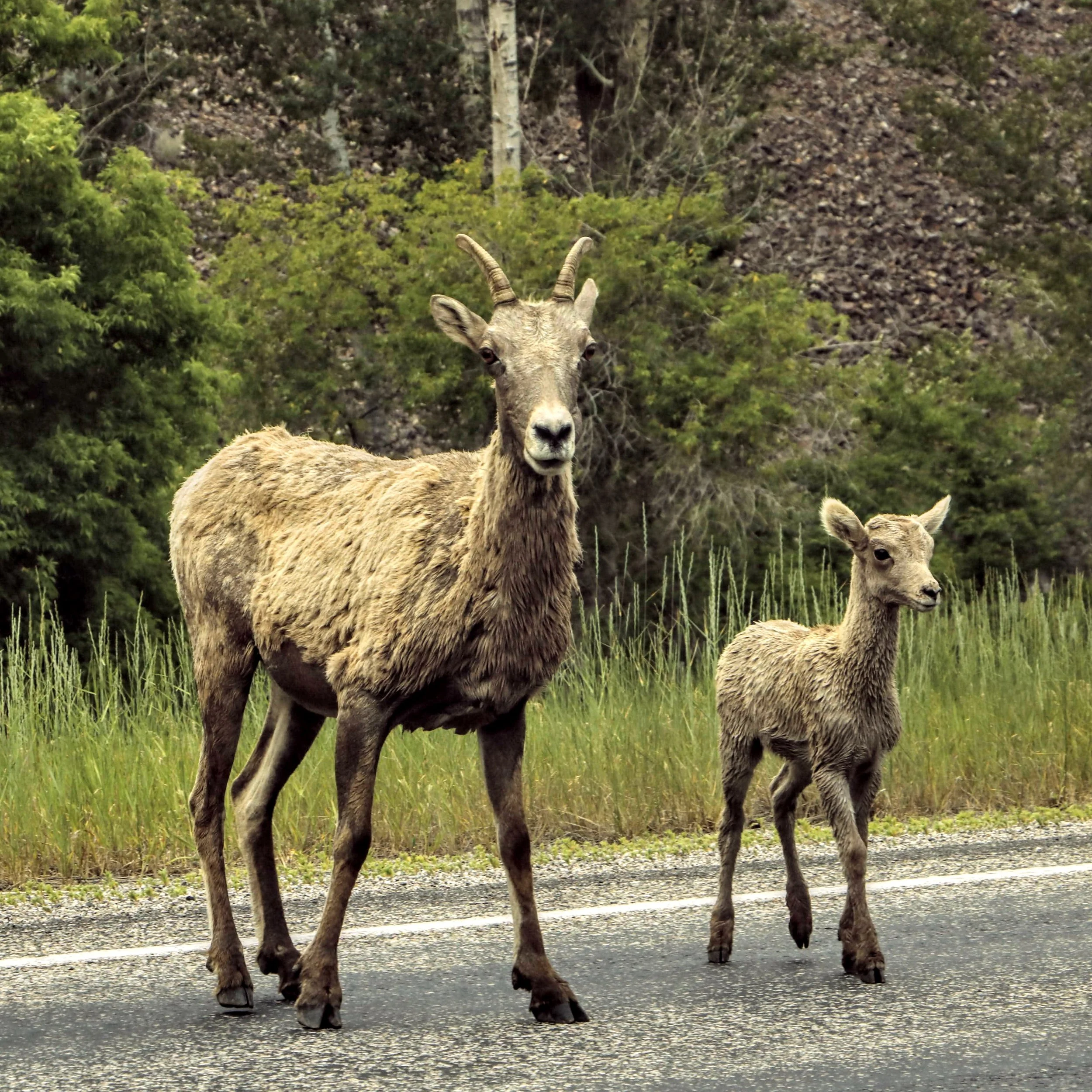 IDAHO — Lisa Carl: ReCovering America
