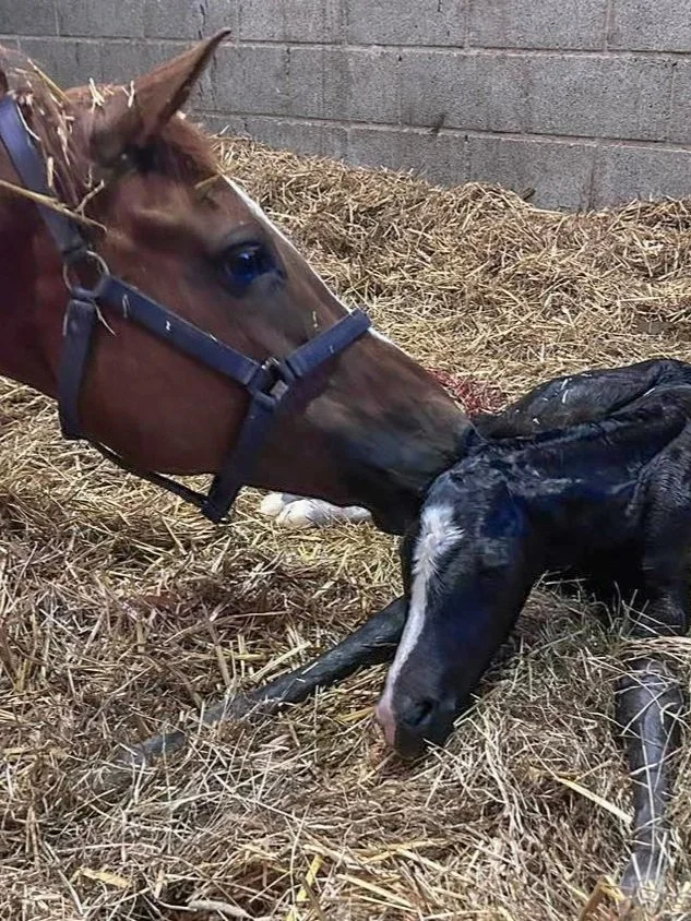 Stud Farm — Brackenspa Stud